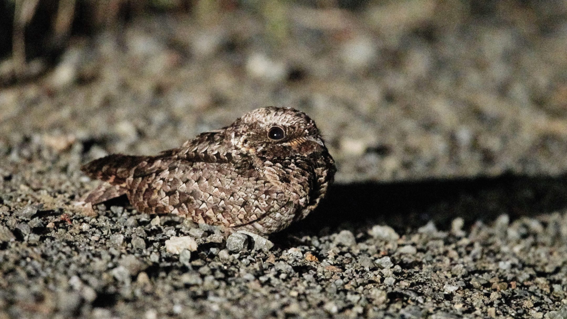 Torpor Conserves Energy — Biological Strategy — AskNature