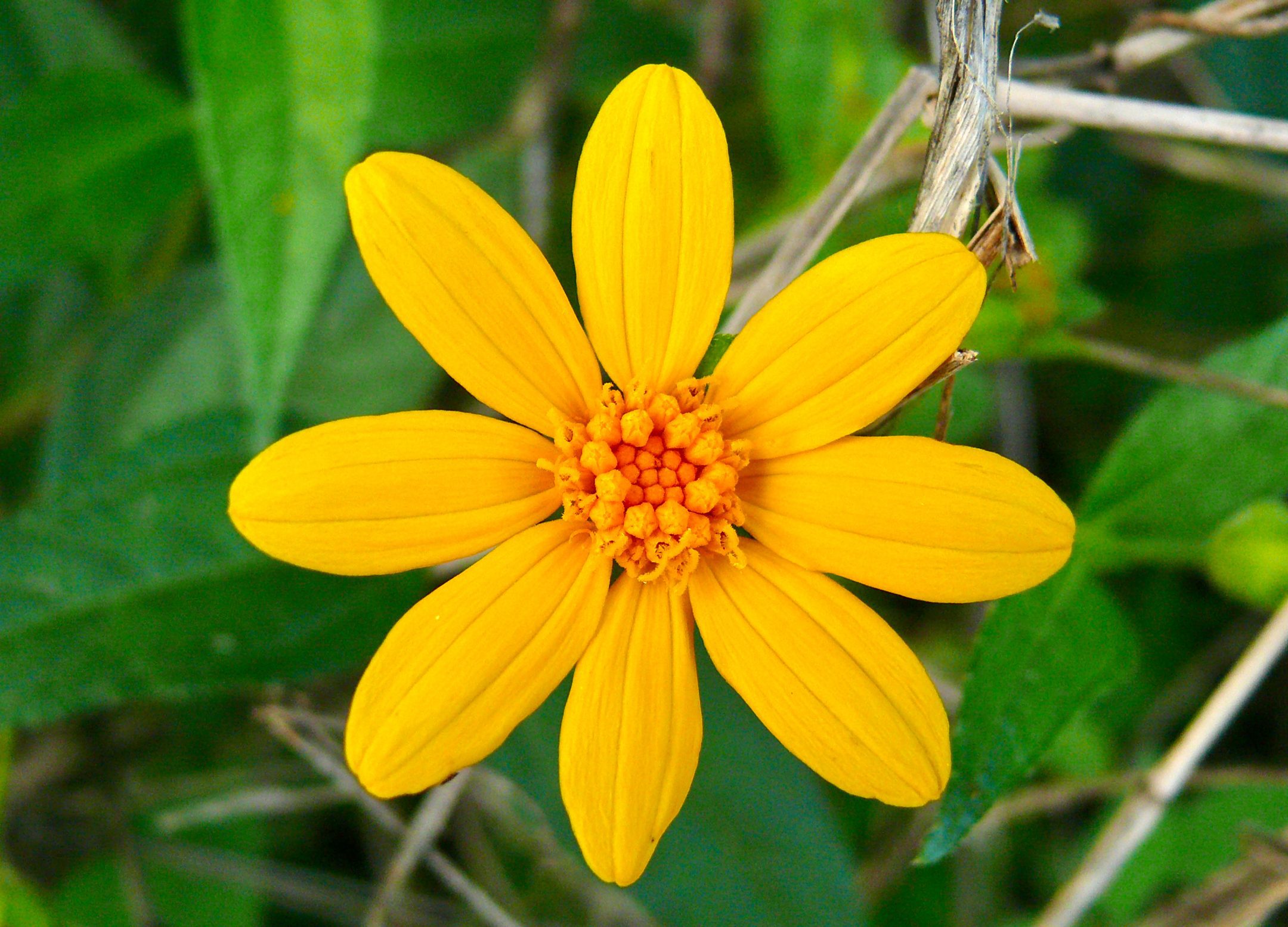 Self-medicating With Plants — Biological Strategy — AskNature