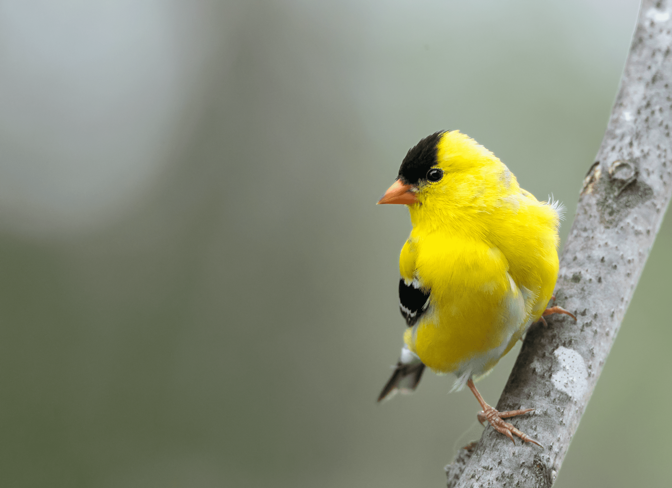 Yellow Finches American Goldfinch American Goldfinch And Lesser