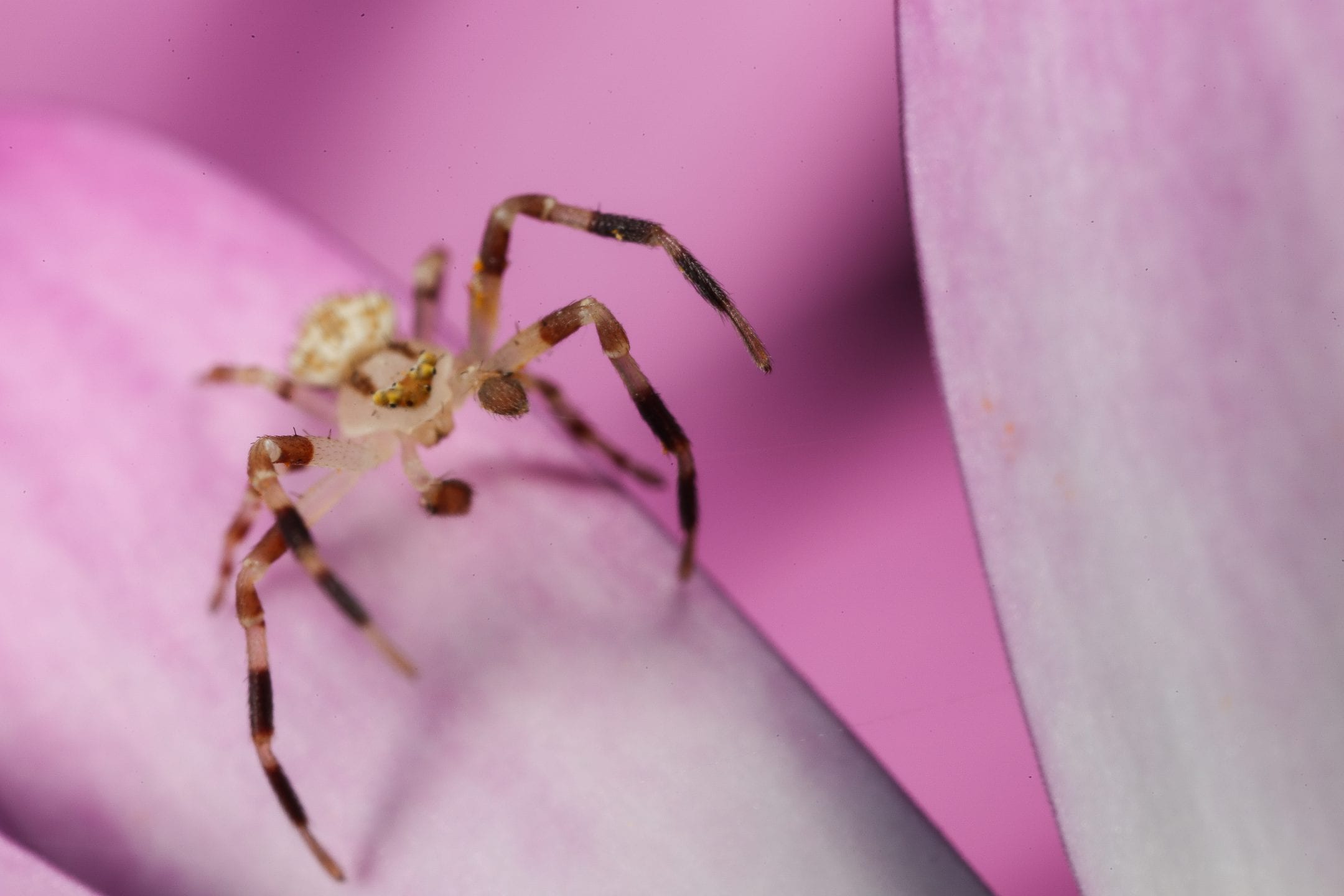 Spiders’ Leg Hairs Help Find Flying Food — Biological Strategy — AskNature