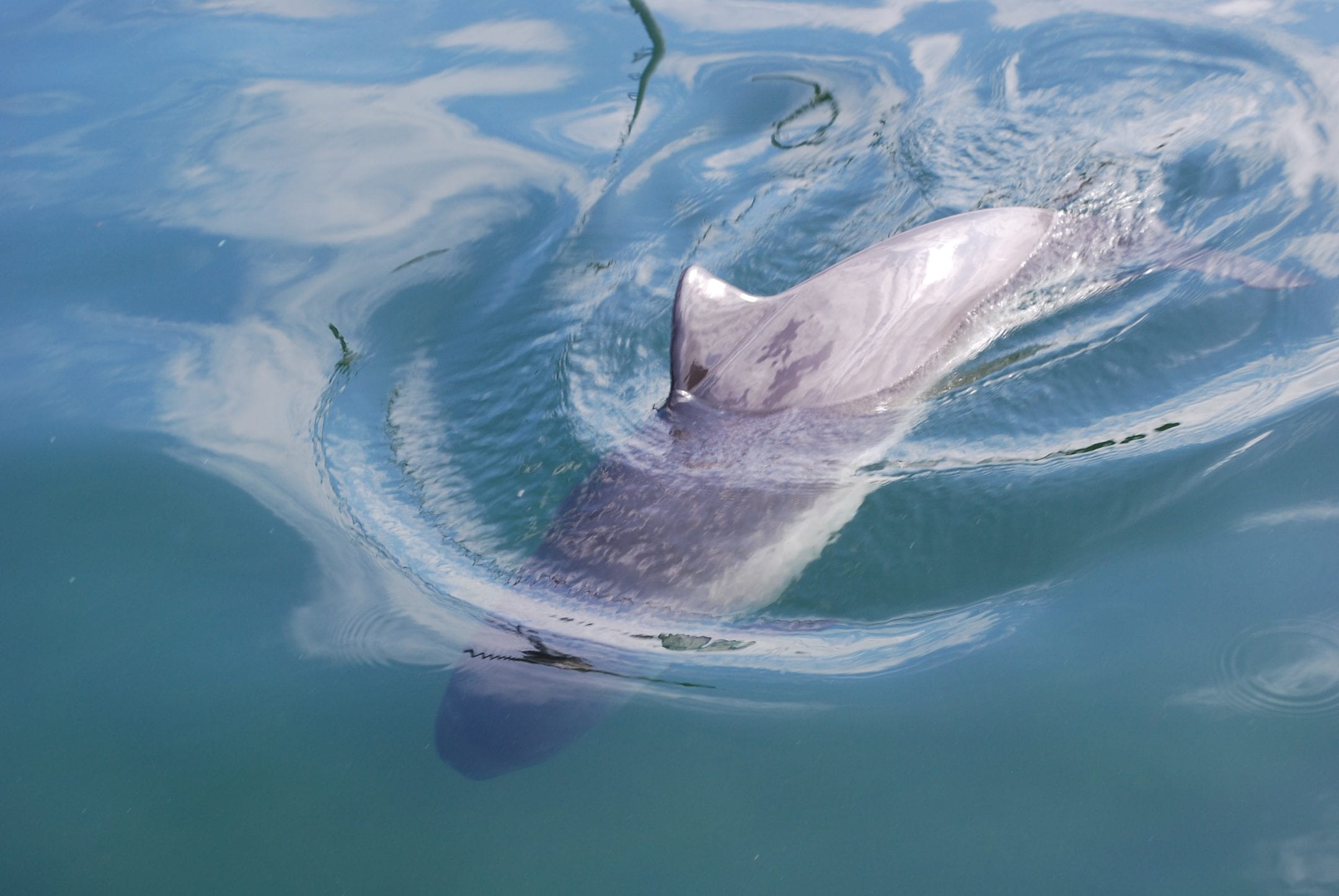 Blubber Structure Stores and Releases Energy — Biological Strategy ...