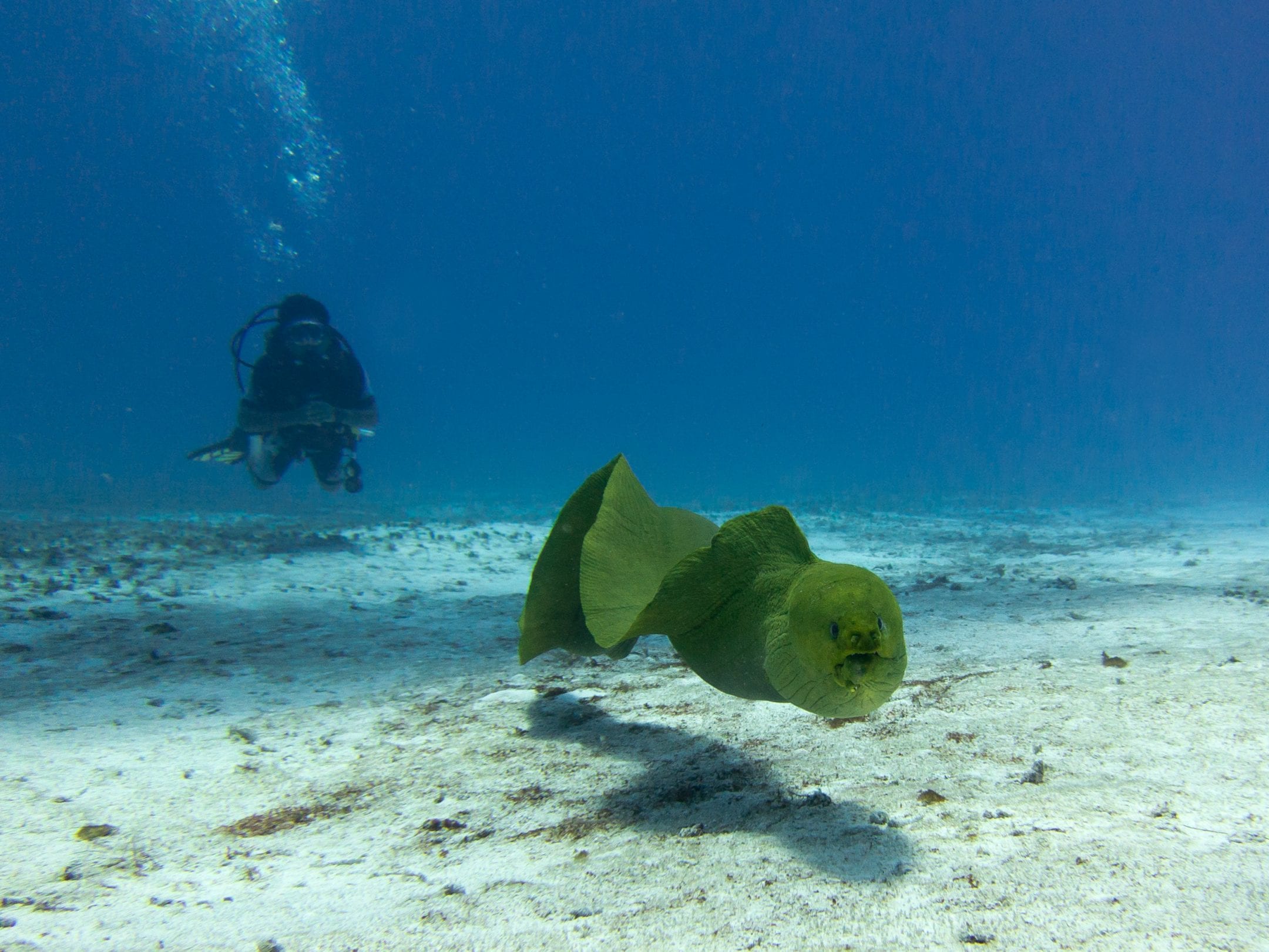 Energy-efficient Long Distance Swimming — Biological Strategy — AskNature