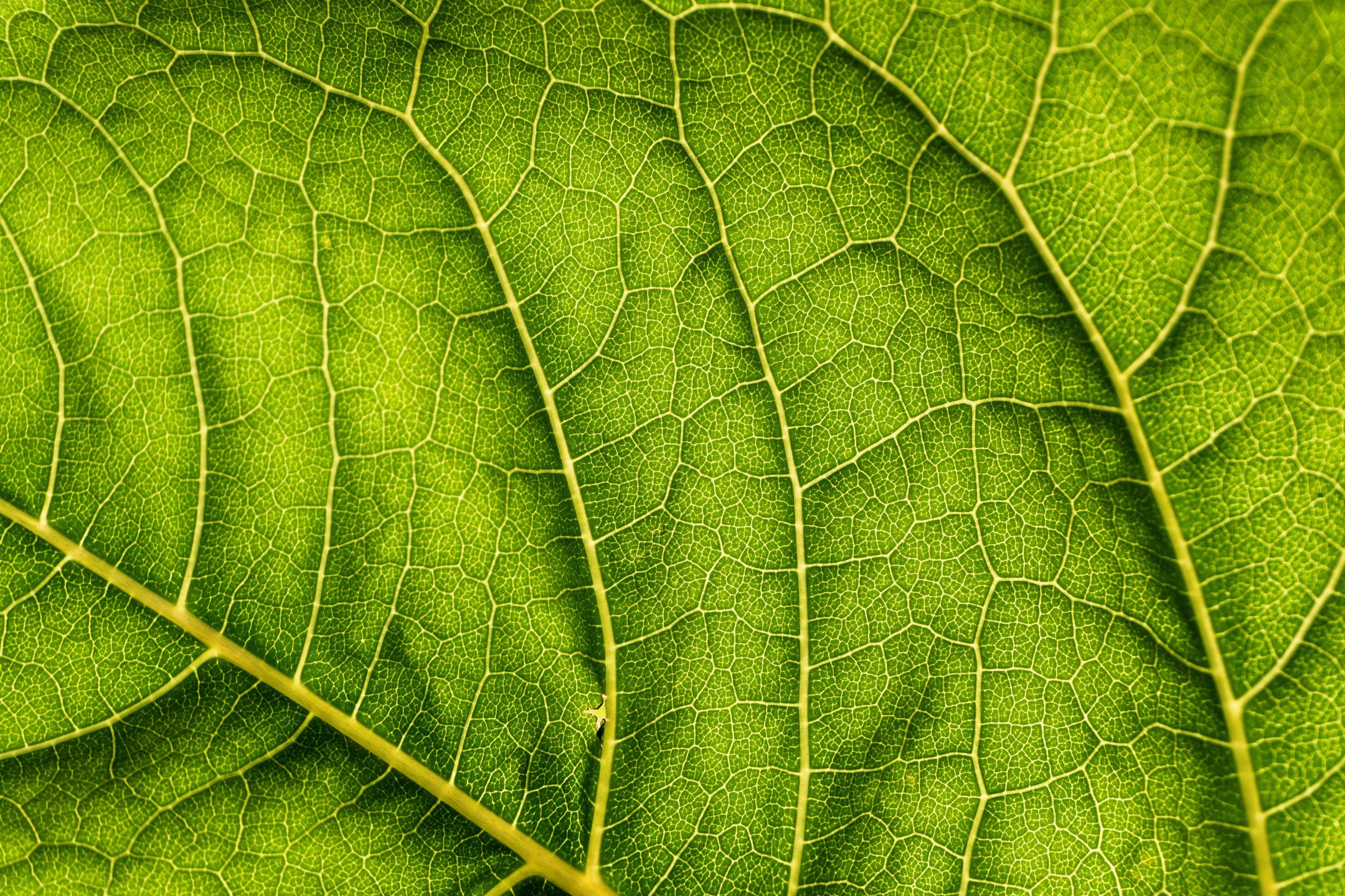 Photosynthesis Converts Solar Energy Into Chemical Energy — Biological ...