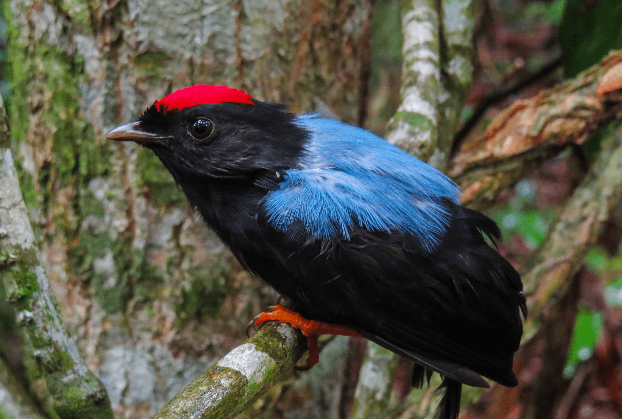 Males Cooperate to Attract a Mate — Biological Strategy — AskNature