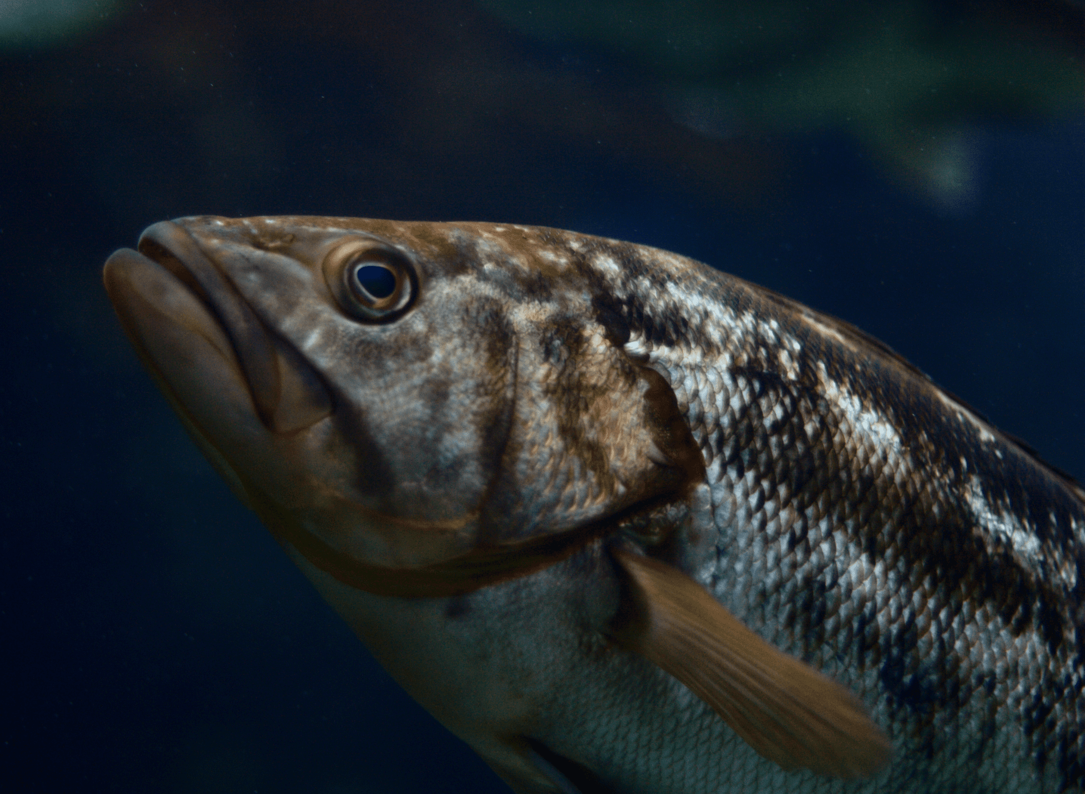 Predatory Fish Maintain Ecosystem Functions — Biological Strategy ...