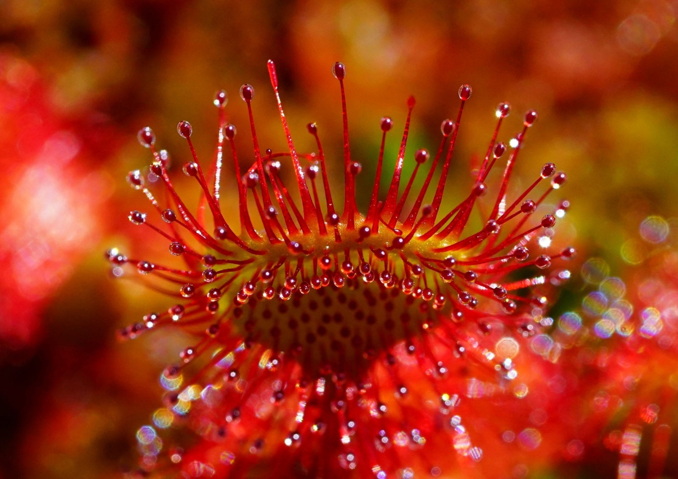 Tentacles Catapult Insects — Biological Strategy — AskNature