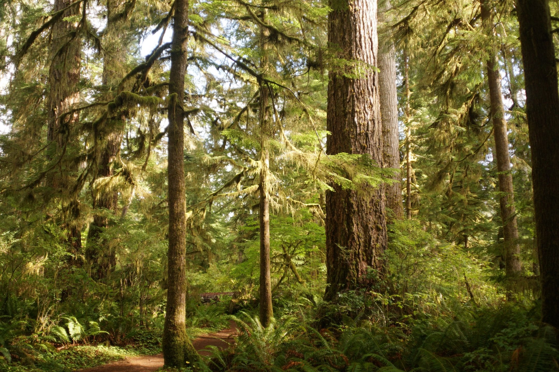 Fallen Trees Stabilize, Enrich Soil — Biological Strategy — AskNature