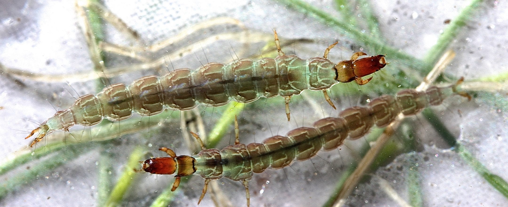 Hooks Attach in Water Currents — Biological Strategy — AskNature