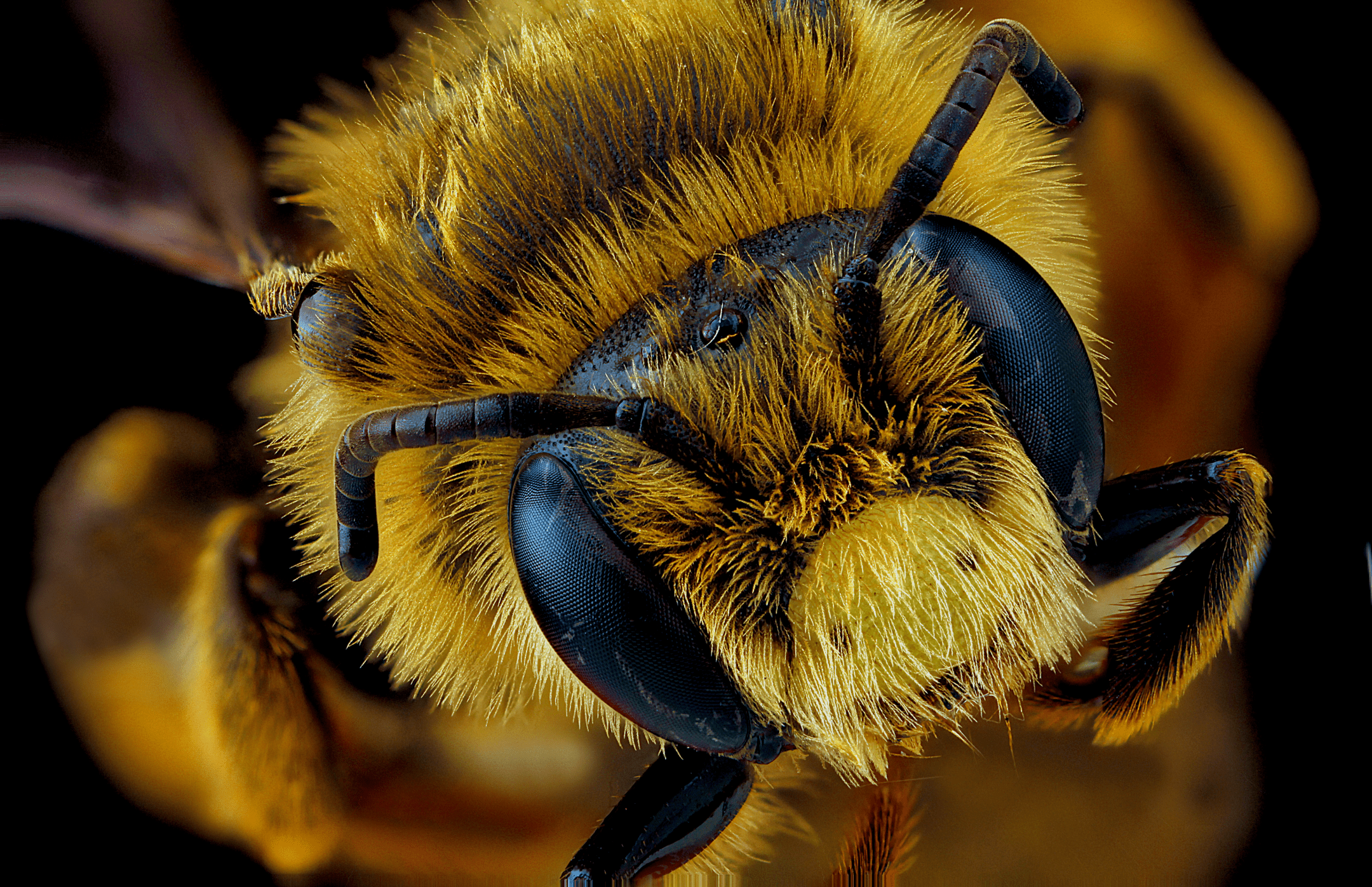 The Clypeus Pollinates and Builds Nests — Biological Strategy — AskNature