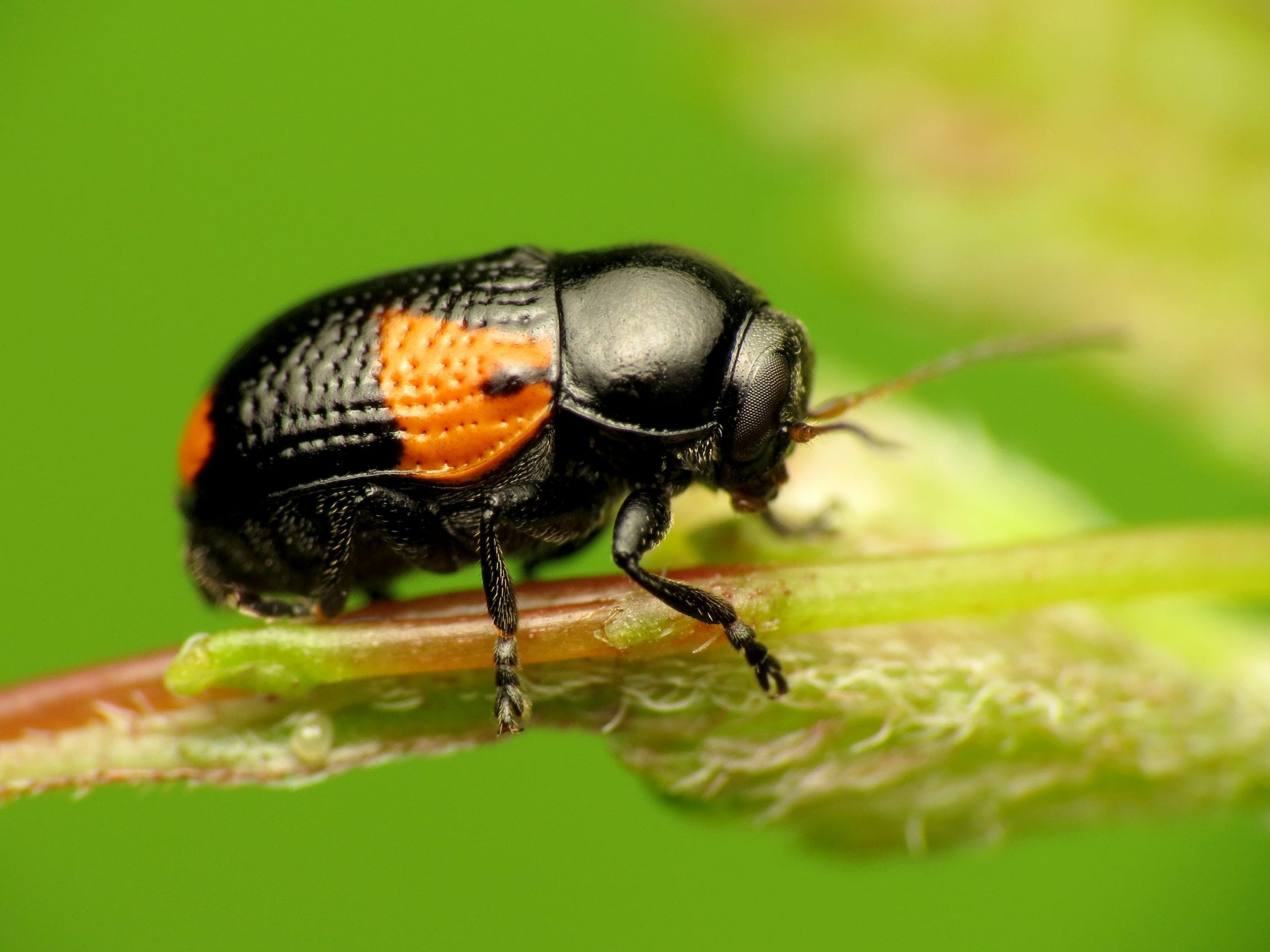 Larvae Protected From Predators — Biological Strategy — AskNature