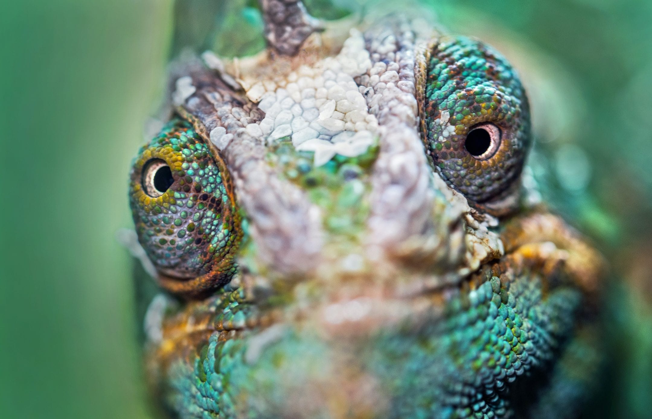 Eyes Judge Distance Without Head Movement — Biological Strategy — AskNature