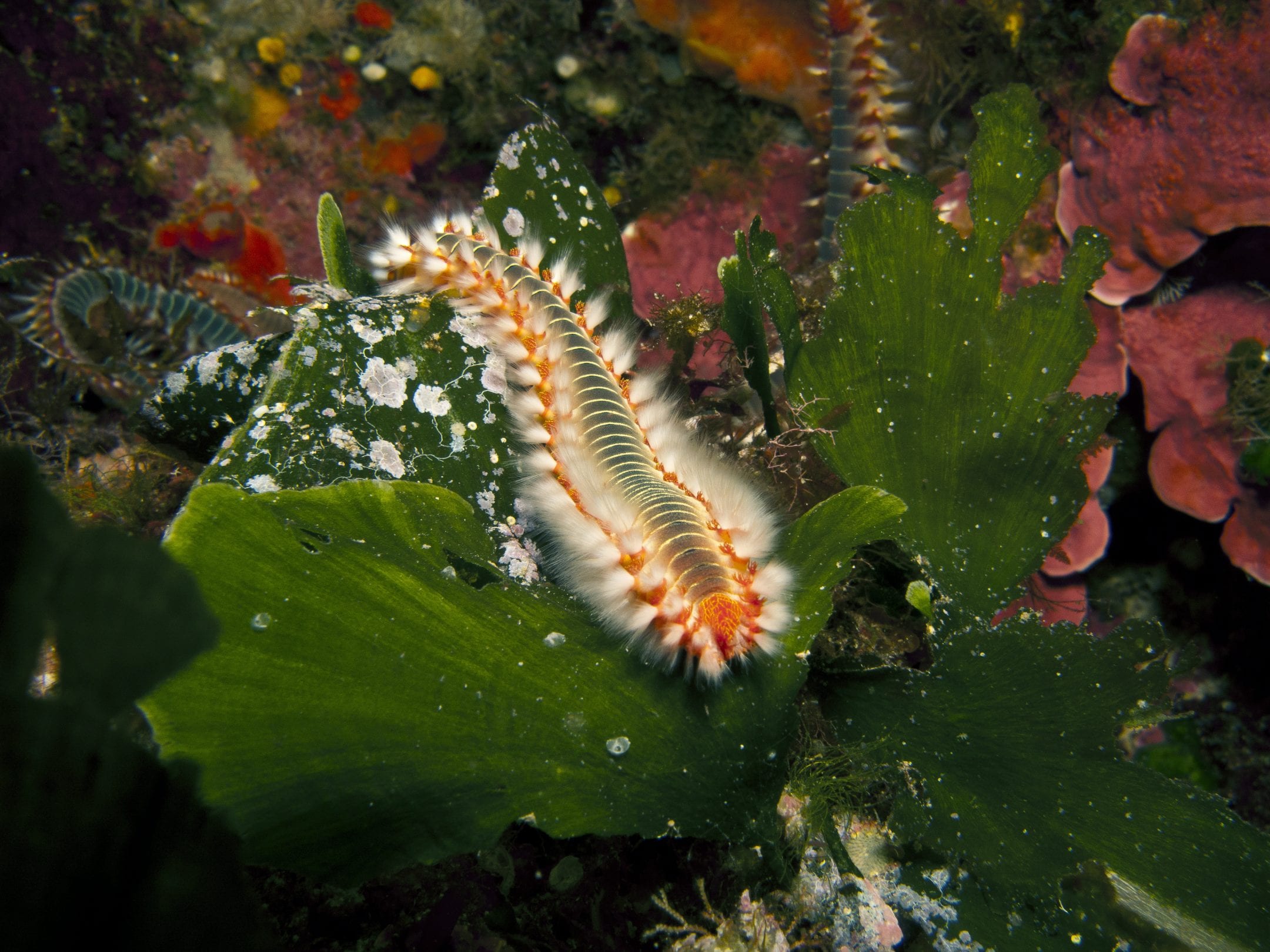 Tentacles Maintain Tension As Flow Increases — Biological Strategy ...