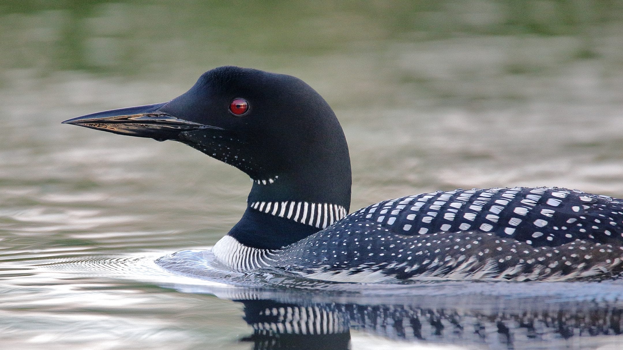 Adaptations Allow Ingestion of Salt Water — Biological Strategy — AskNature