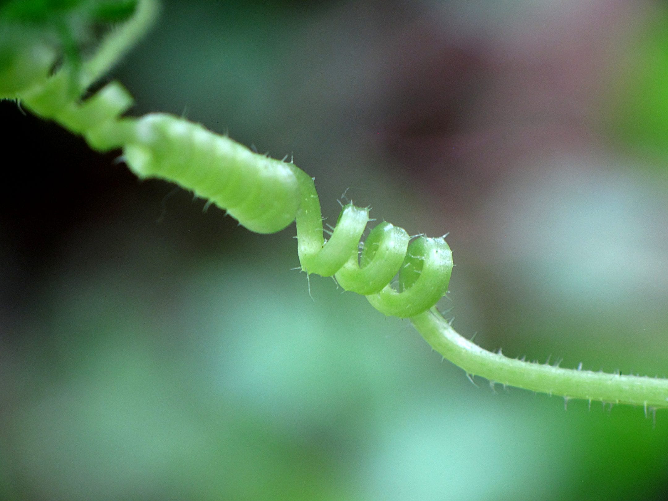 Plant Tendril Acts as a Spring — Biological Strategy — AskNature