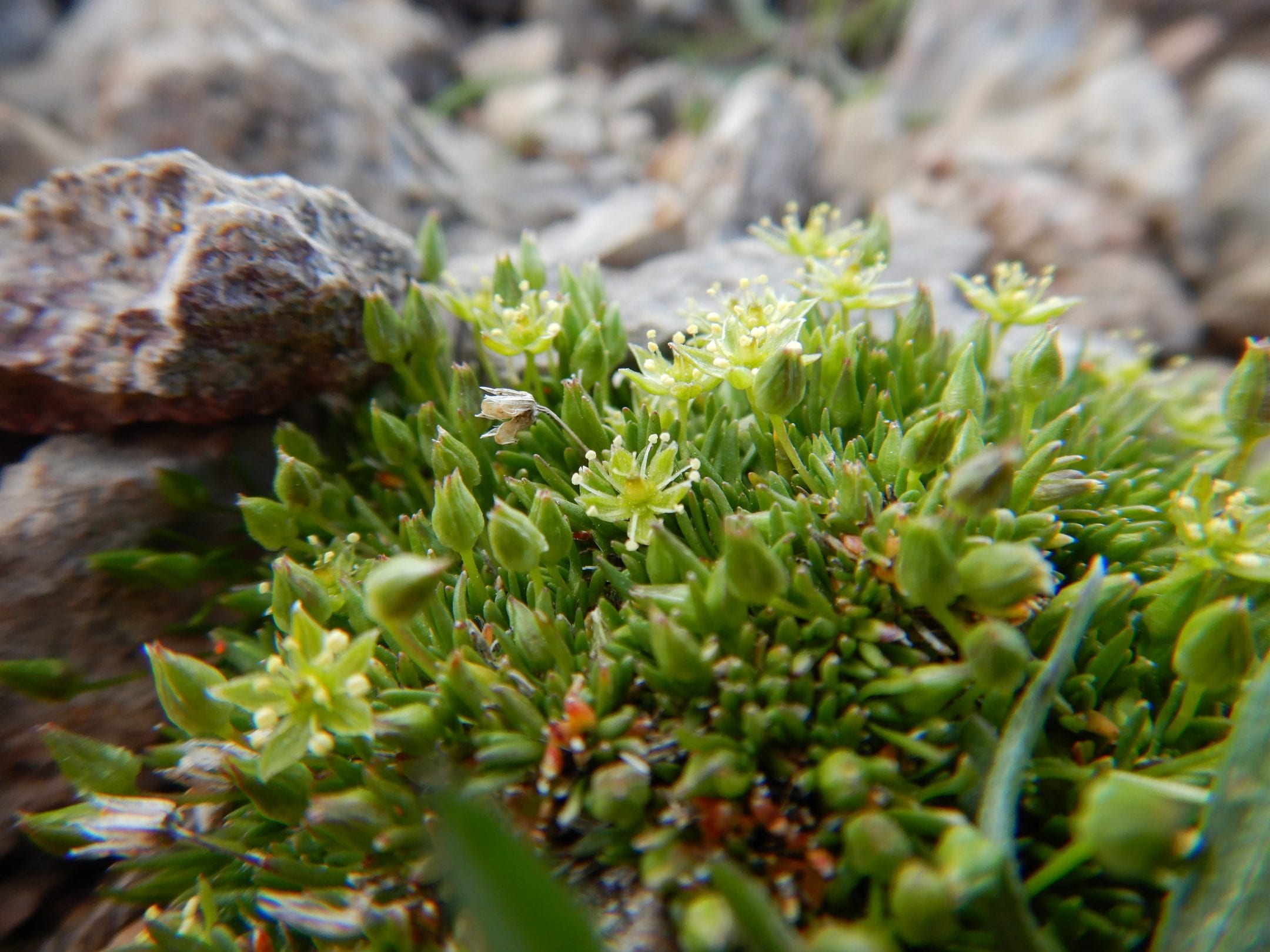Tightly Packed Stems Insulate Against Cold — Biological Strategy ...