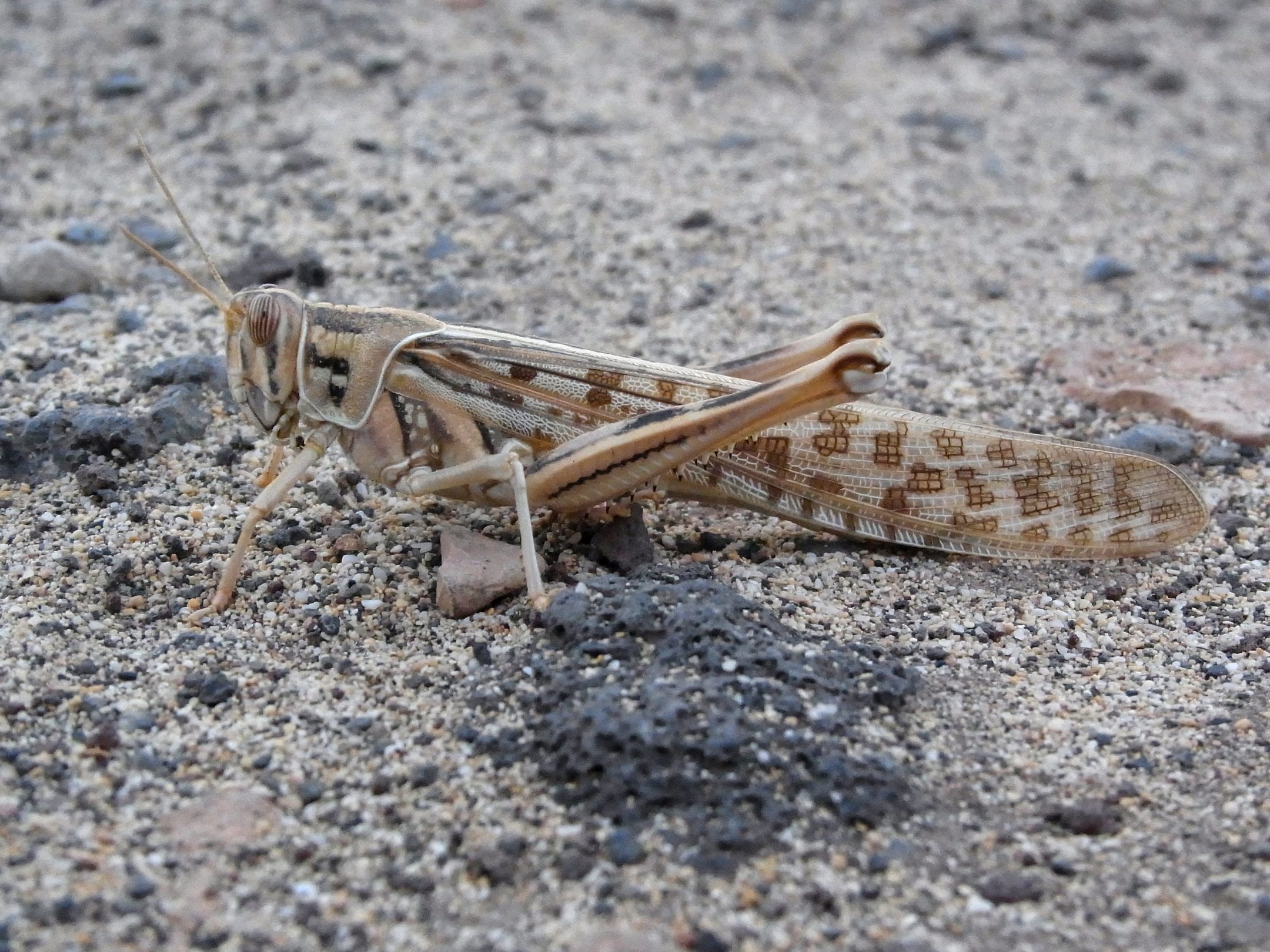 Hind Legs Amplify Power — Biological Strategy — AskNature