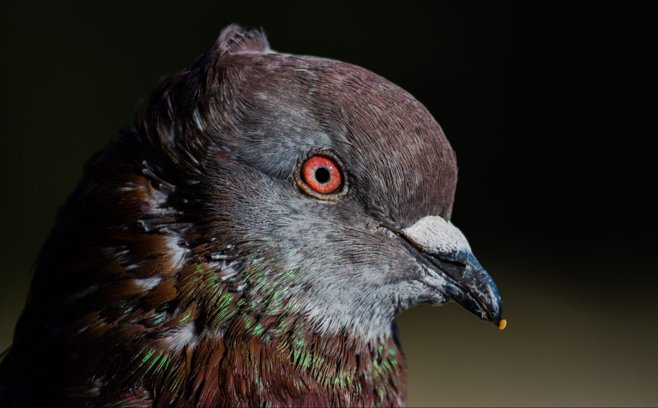 Eyes See in Various Wavelengths — Biological Strategy — AskNature
