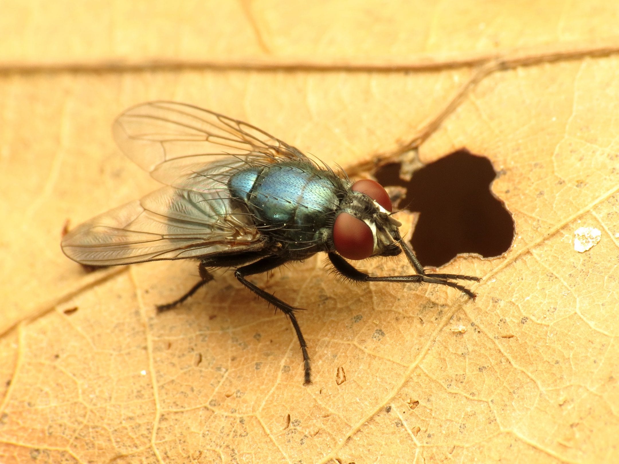 Maggot Skin Strengthens As It Dries — Biological Strategy — AskNature