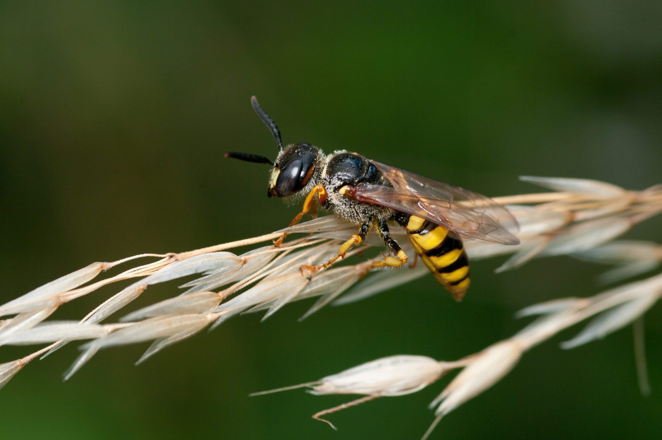 Larvae Protected From Pathogens — Biological Strategy — AskNature
