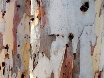 How Does Nature Harness the Creative Destruction of Fire? — Collection ...