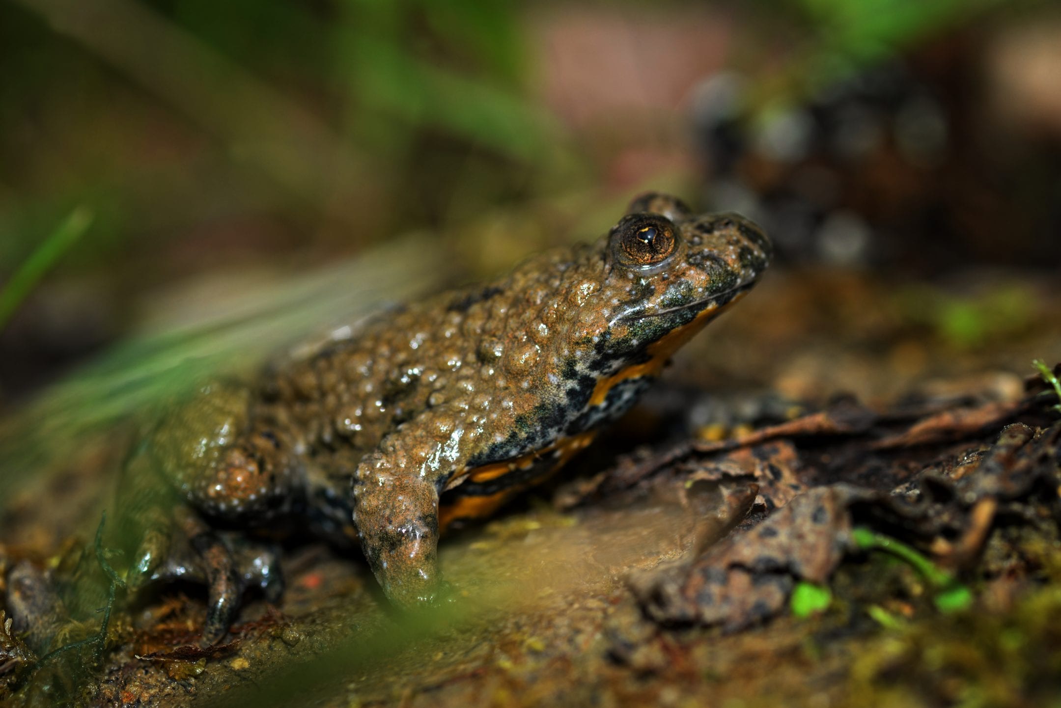 Lungs Help Detect Sound — Biological Strategy — AskNature