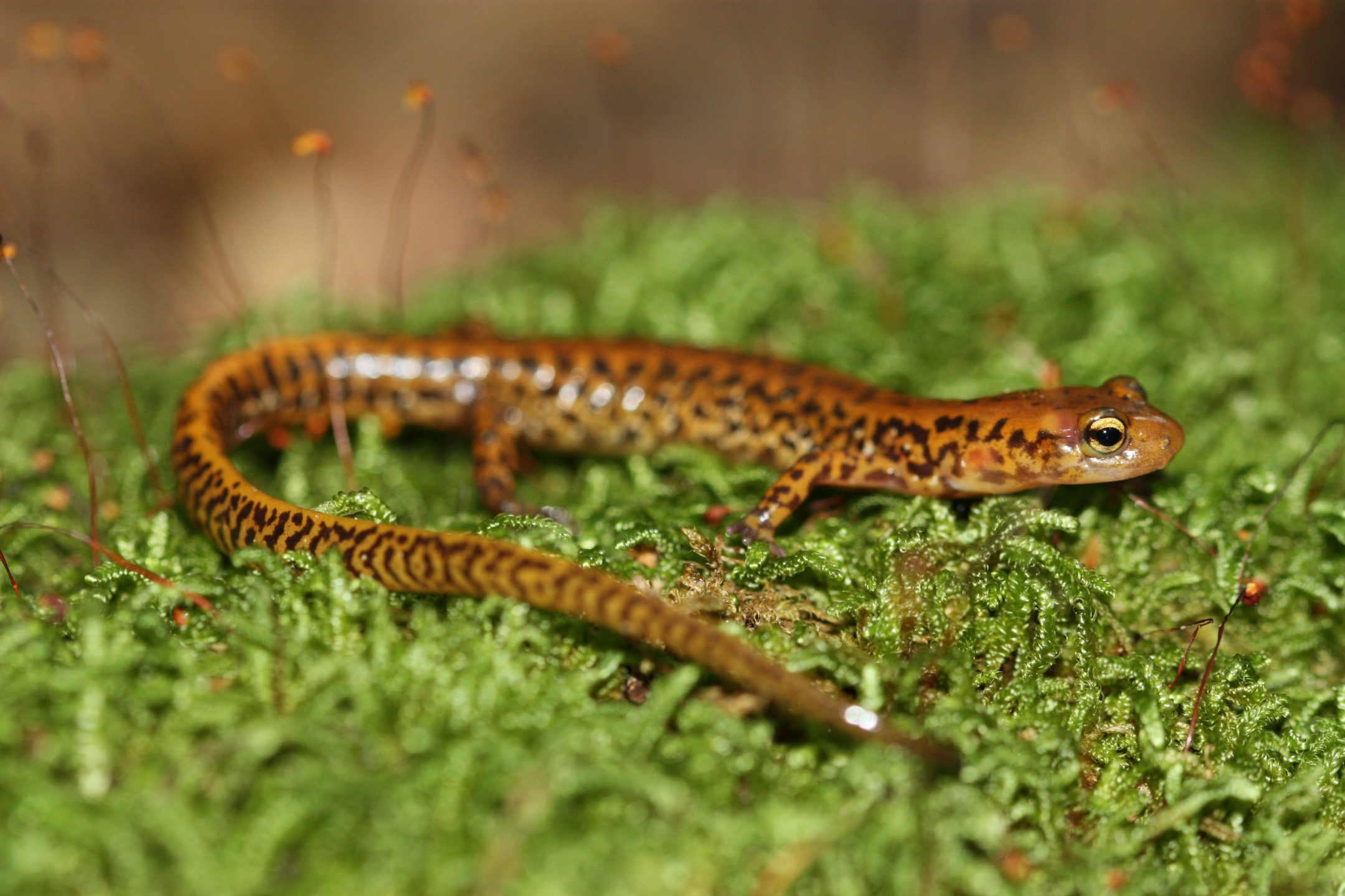 Tail Shedding Protects From Predators — Biological Strategy — AskNature