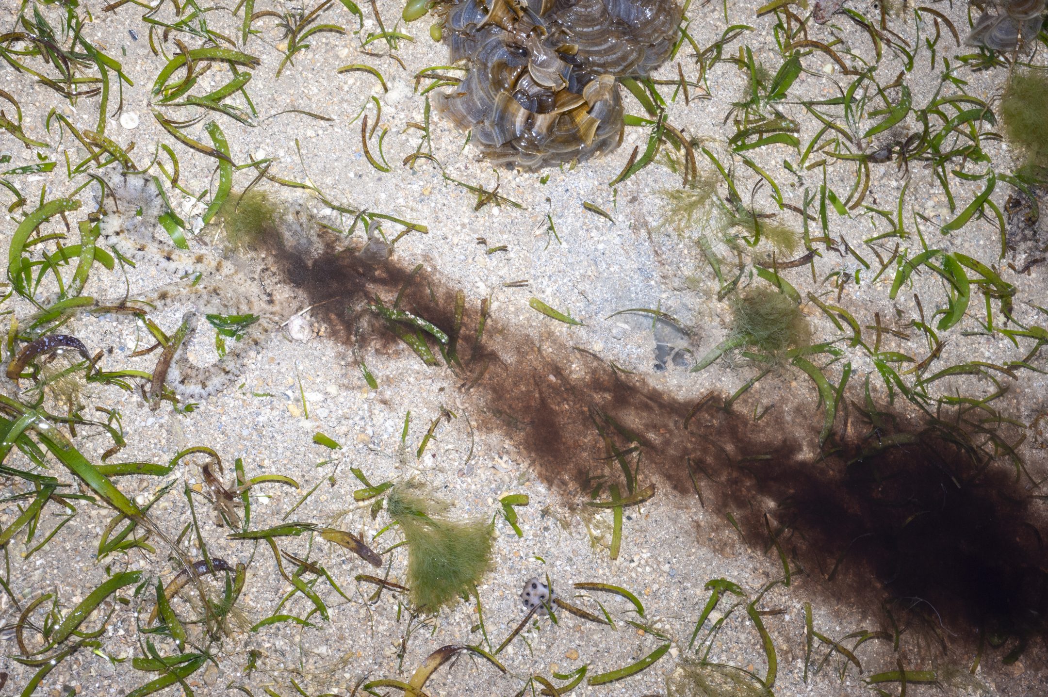 Ink Cloud Distracts Predators — Biological Strategy — AskNature