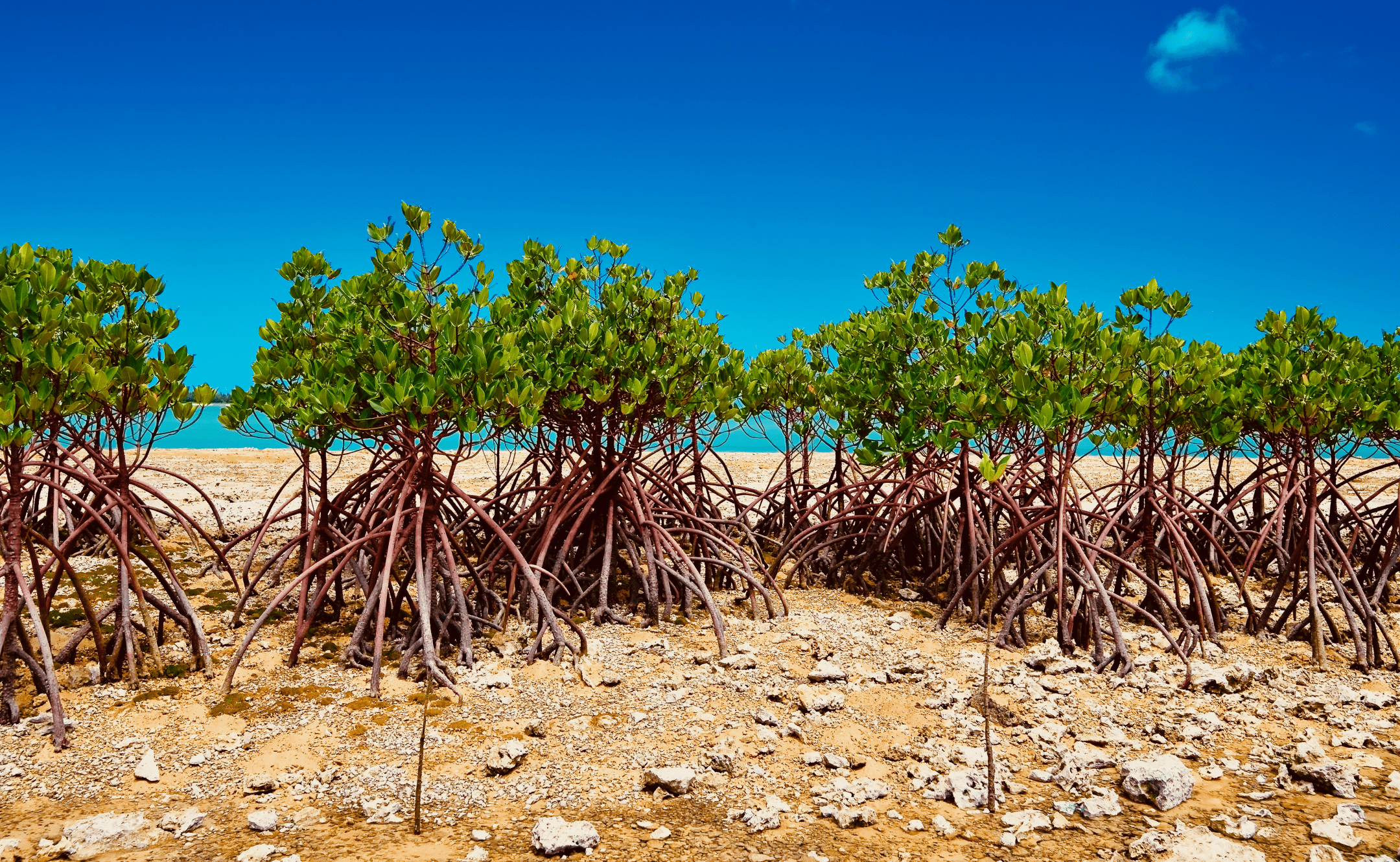 Buttresses of Red Mangrove Improve Stability — Biological Strategy ...