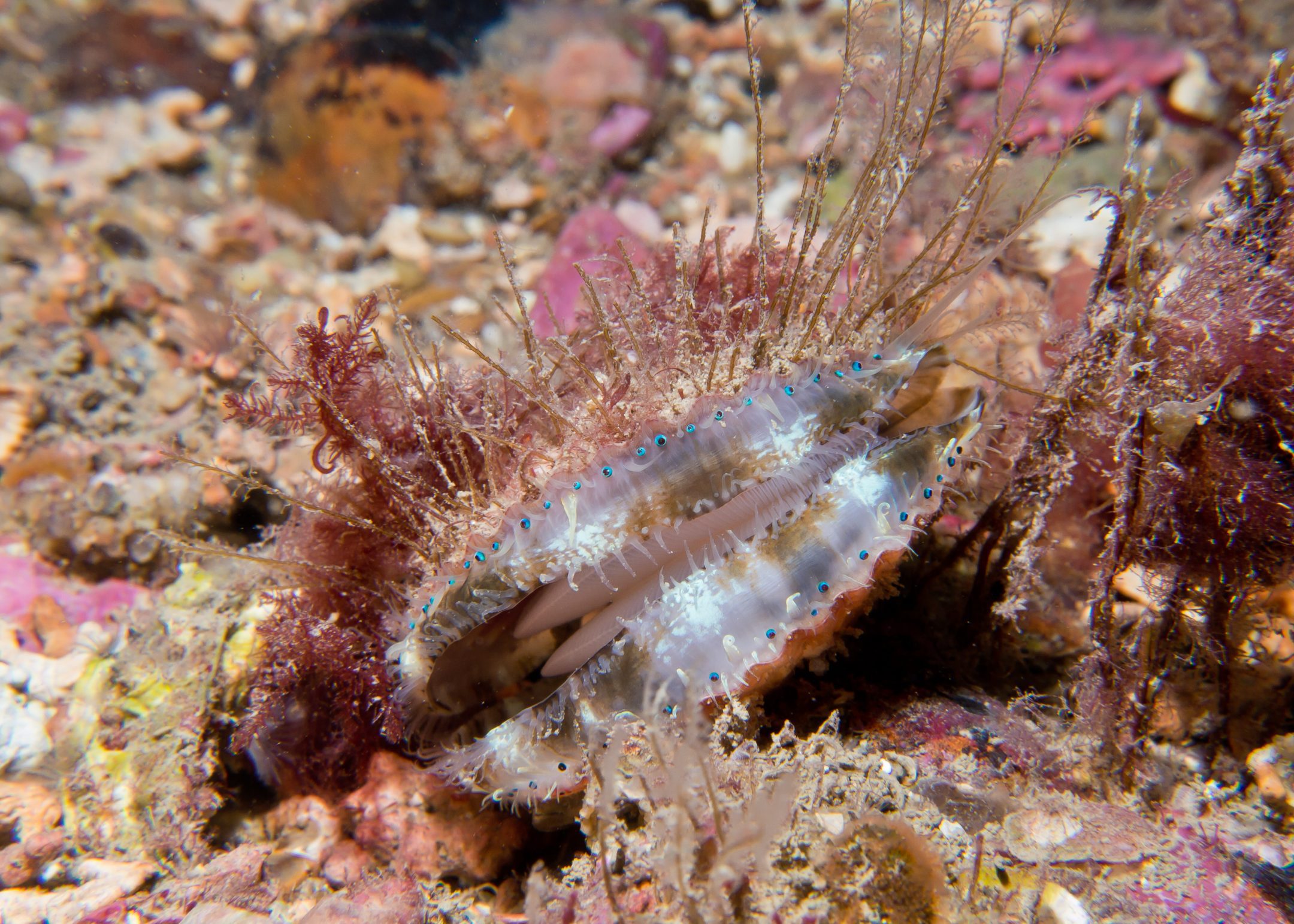 Eyes Detect Changing Movement Patterns — Biological Strategy — AskNature