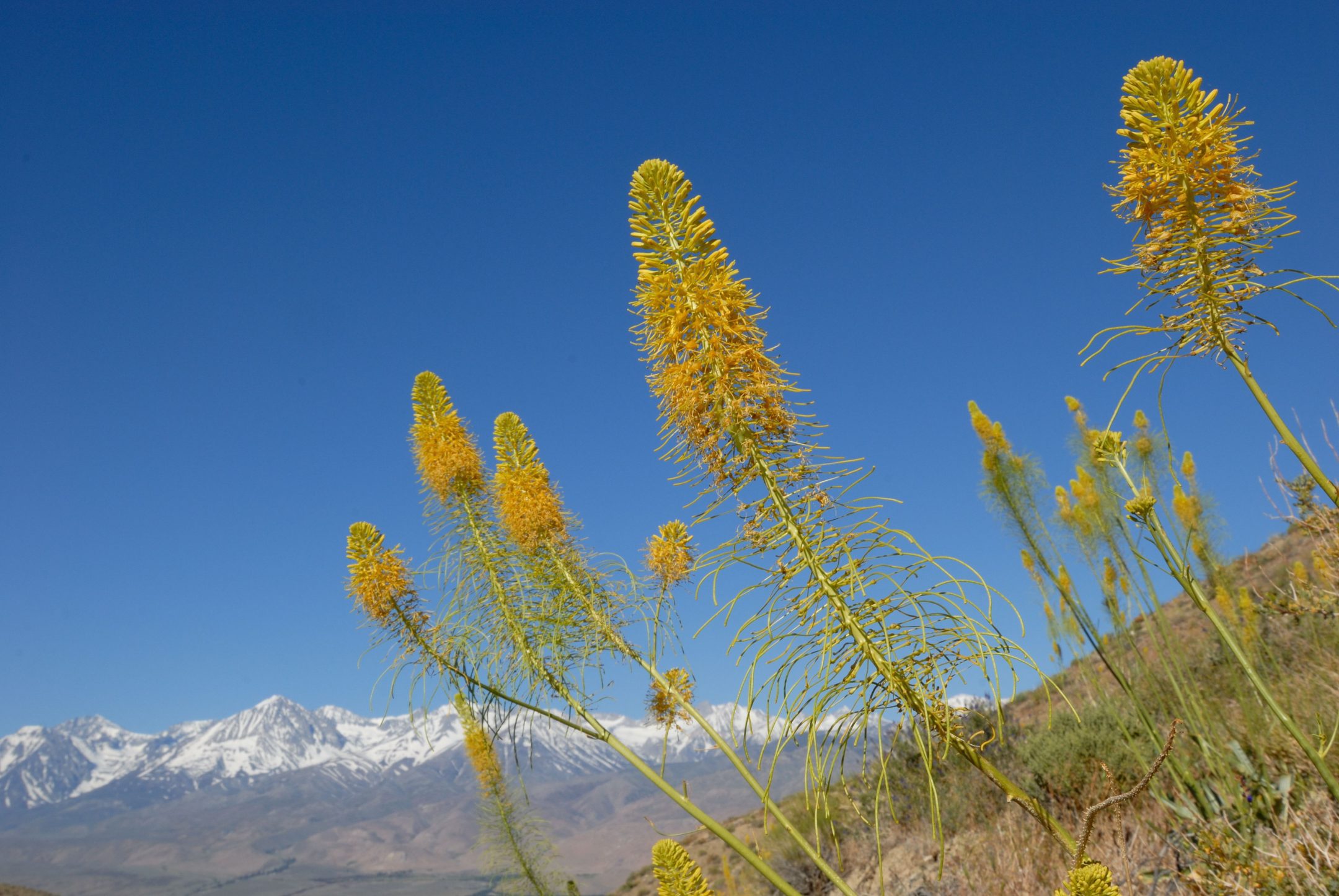 Plant Cells Transform and Sequester Selenium Compounds — Biological ...