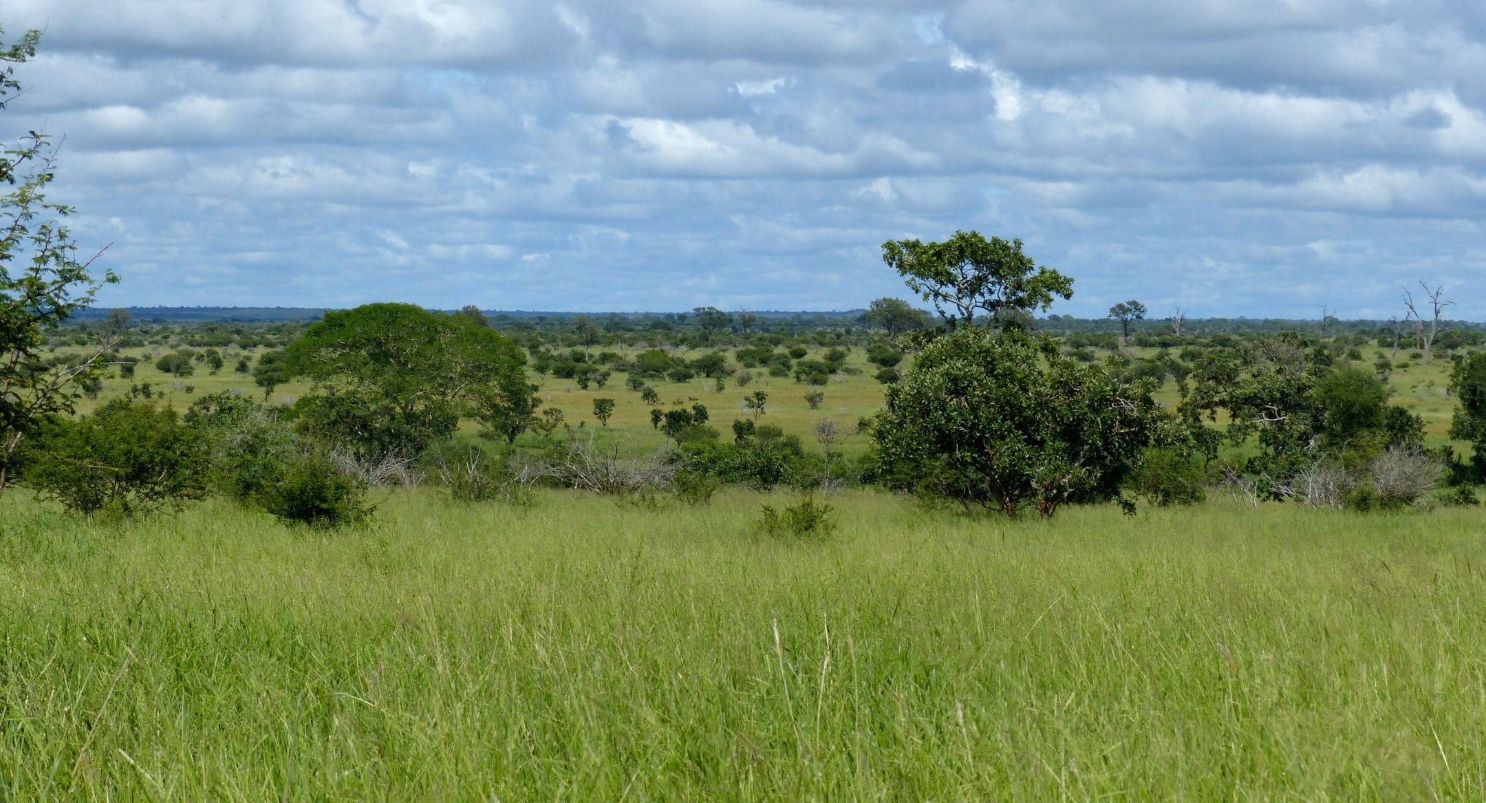 Tree and Grass Savanna Maintains Equilibrium — Biological Strategy ...