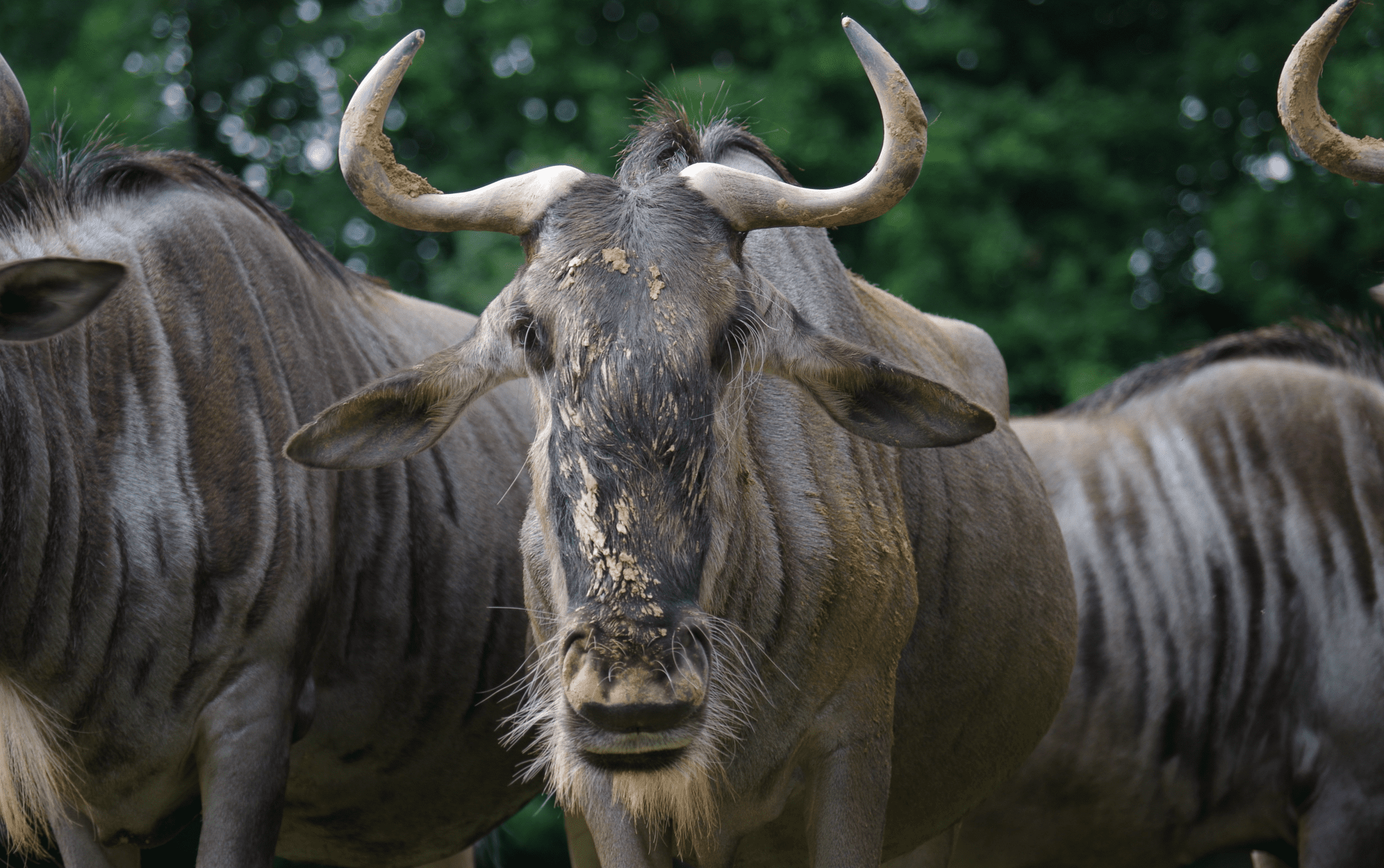 Herd Finds Fresh Food — Biological Strategy — AskNature