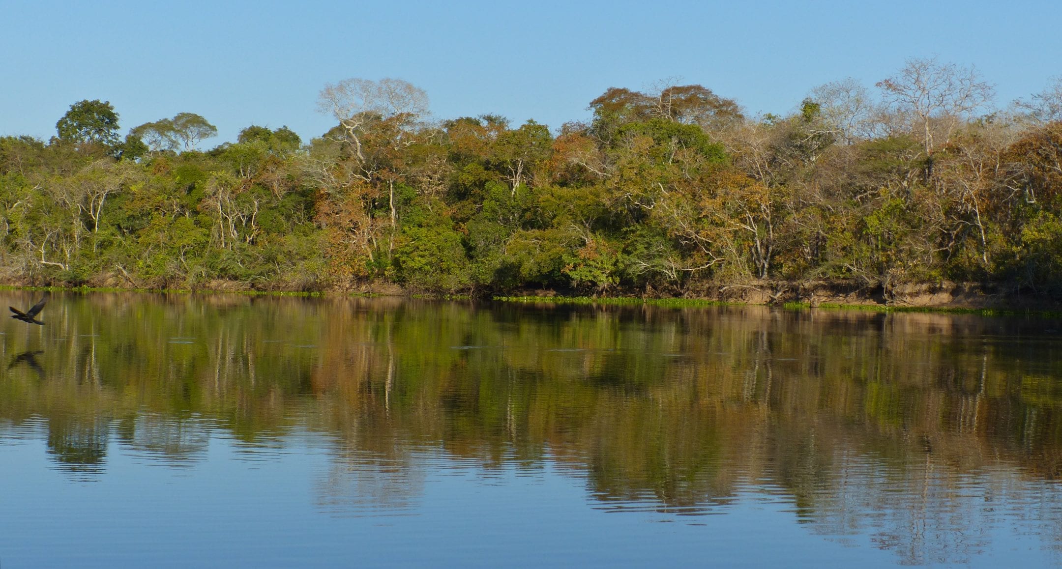 Surviving in Fire-prone Areas — Biological Strategy — AskNature