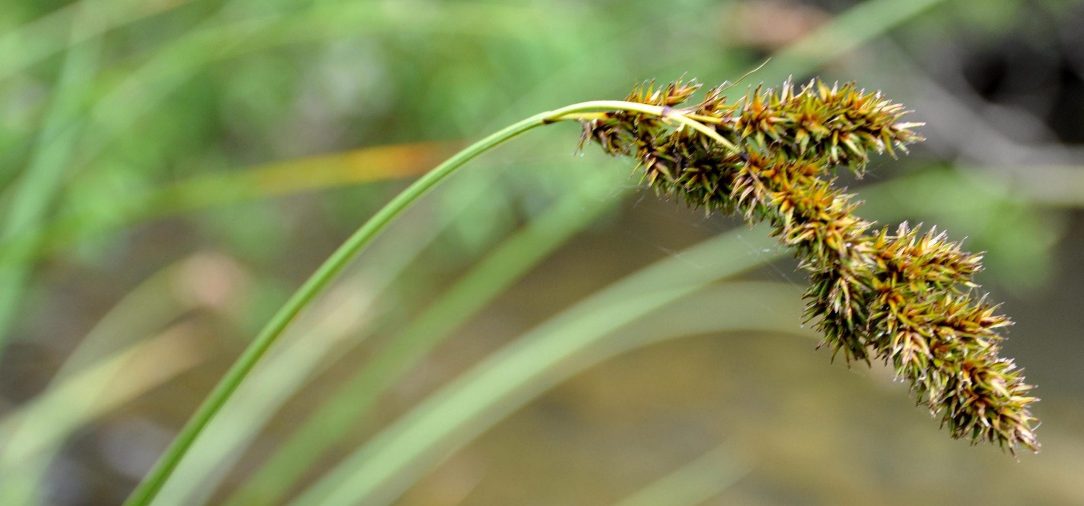 Flexibility Allows Twisting, Not Bending, in Wind — Biological Strategy ...