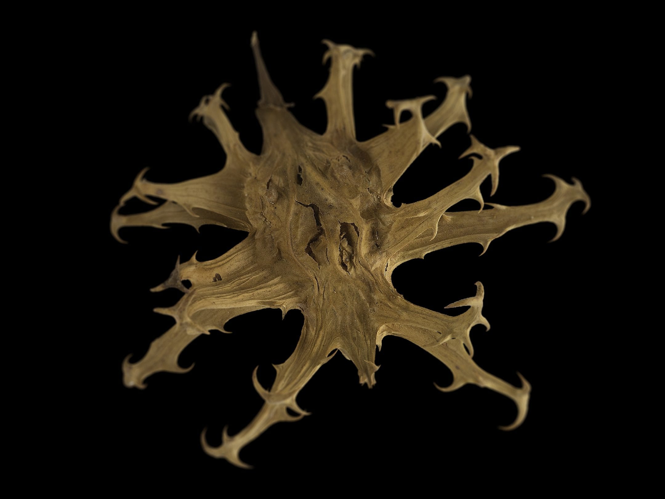 Hooks Grab On to Carry Fruit Far — Biological Strategy — AskNature