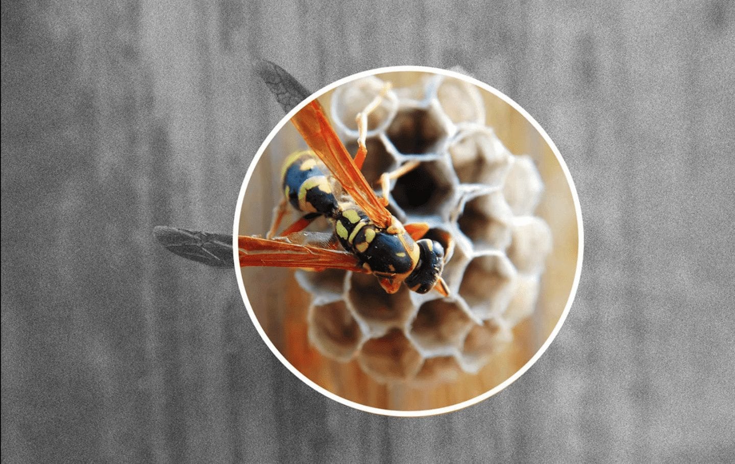 AskNature Nuggets — Resource — AskNature