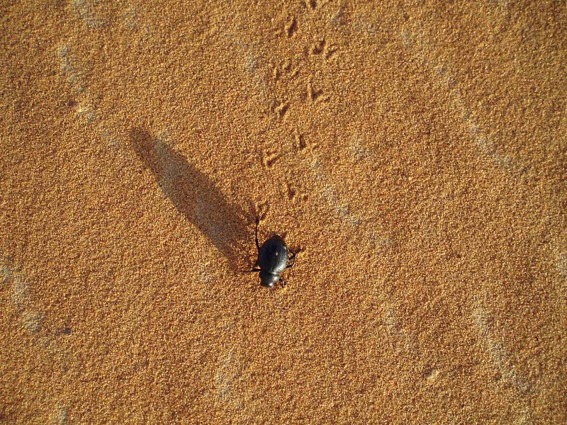 Sahara beetle walking in sand — AskNature