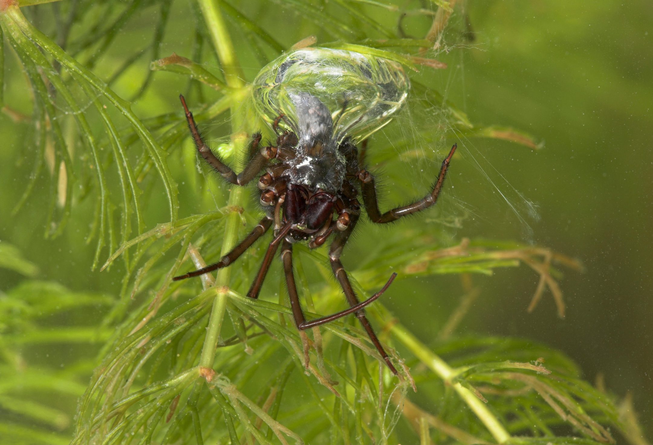 Spider Builds an Underwater Bubble House — Biological Strategy — AskNature