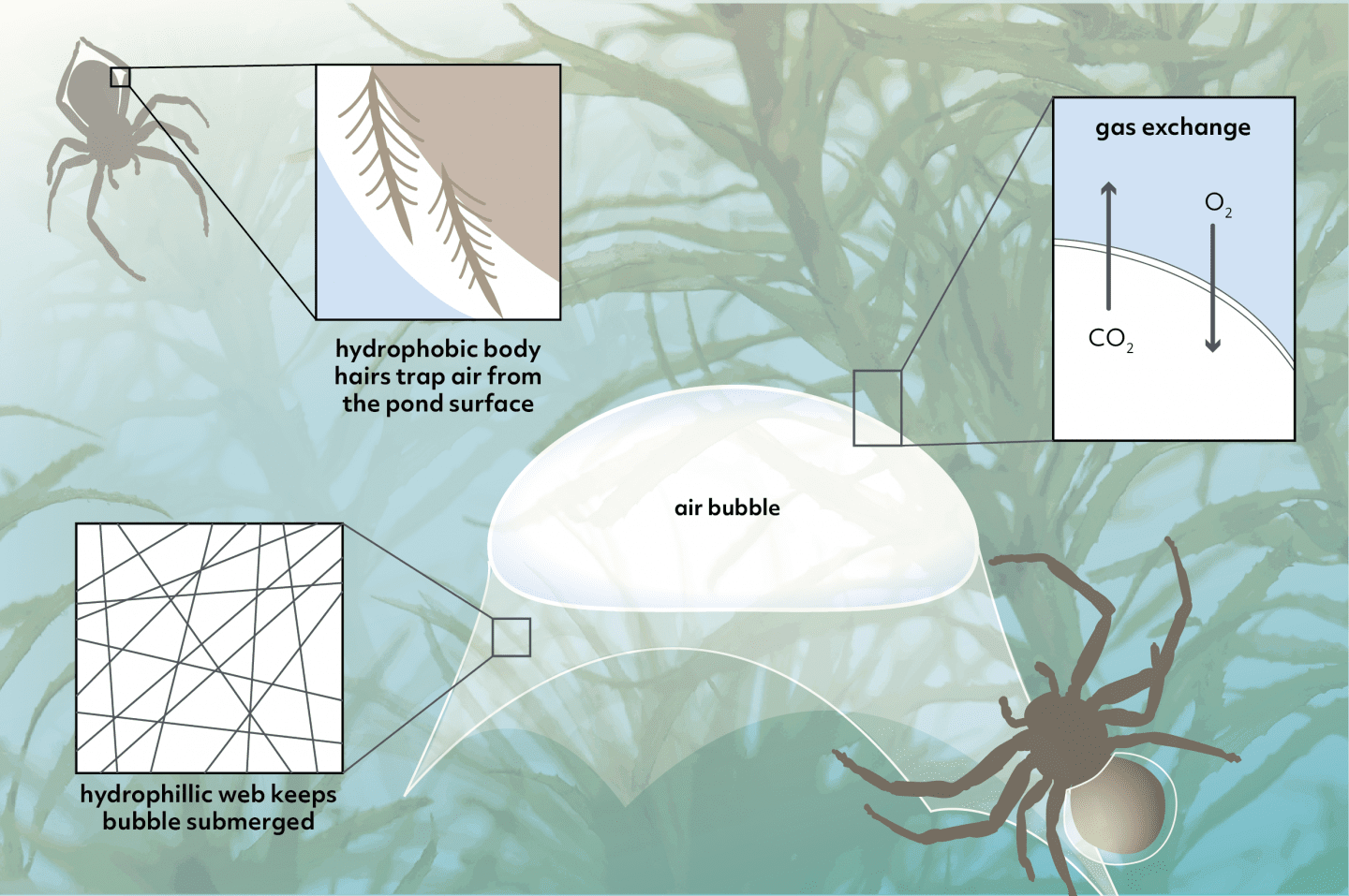 Spider Builds an Underwater Bubble House — Biological Strategy — AskNature
