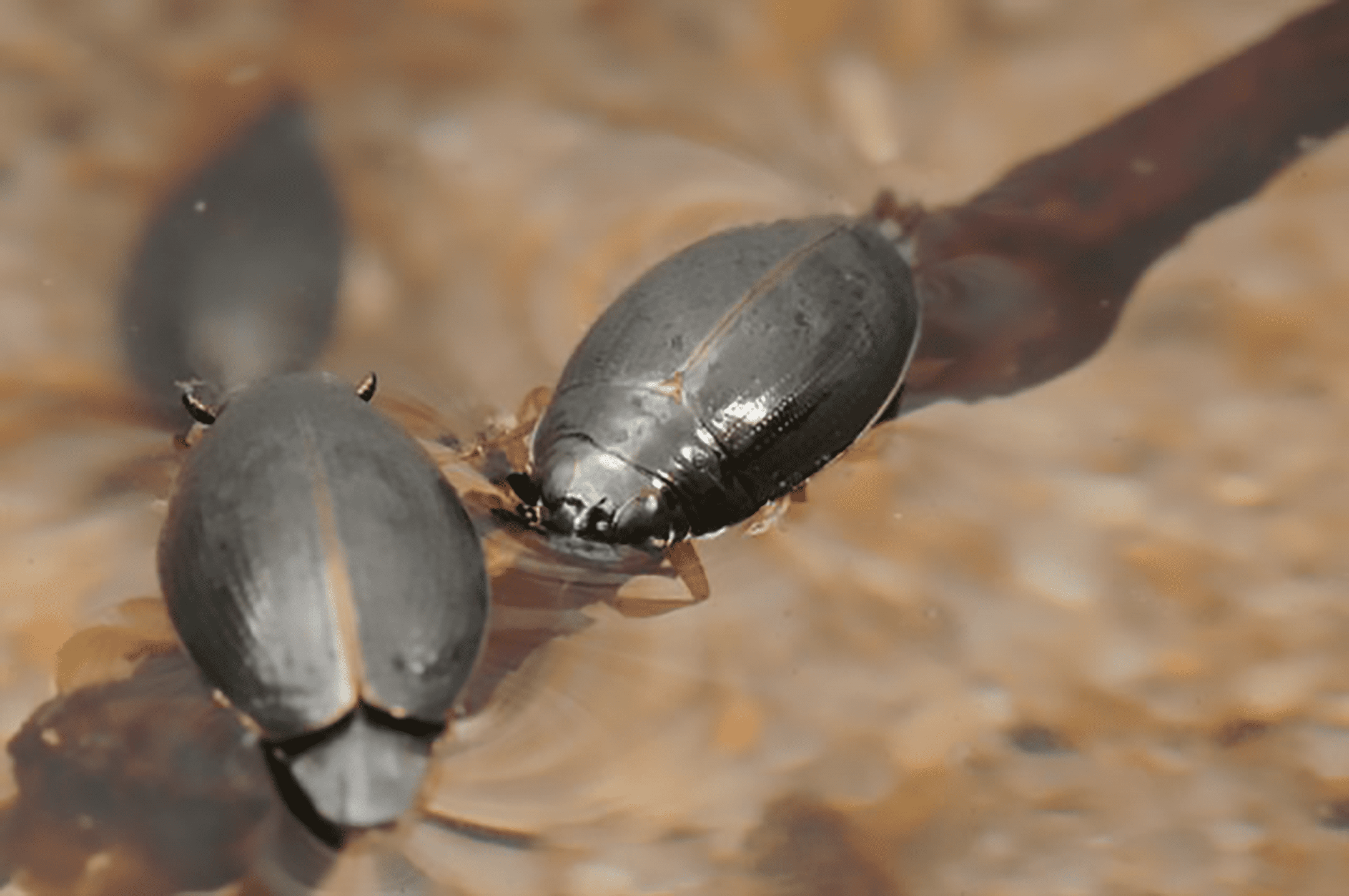 Mid and Hind Legs Stabilize High-speed Turning — Biological Strategy ...