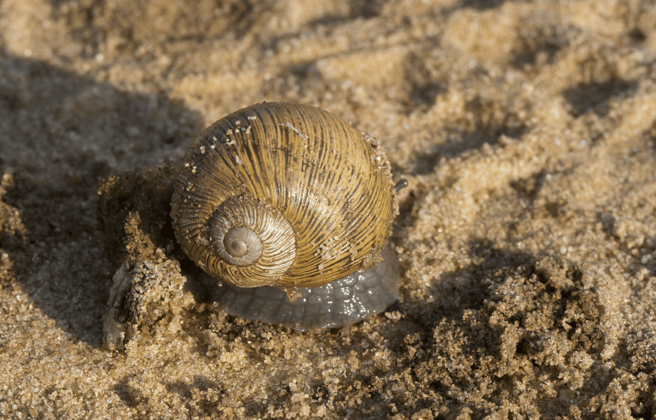 Membrane Reduces Evaporation — Biological Strategy — AskNature