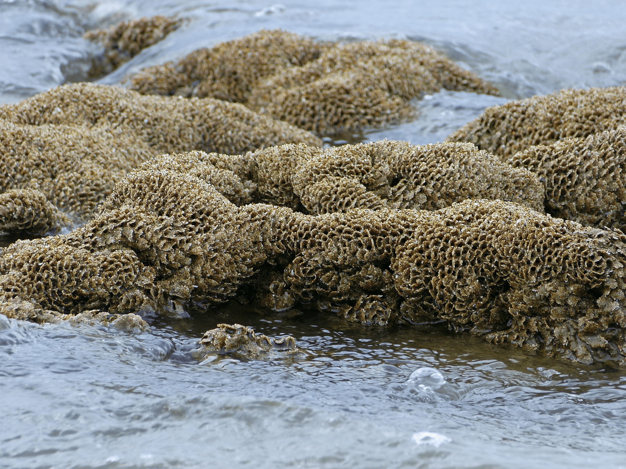Mucus Glues Sand and Rock — Stratégie biologique — AskNature