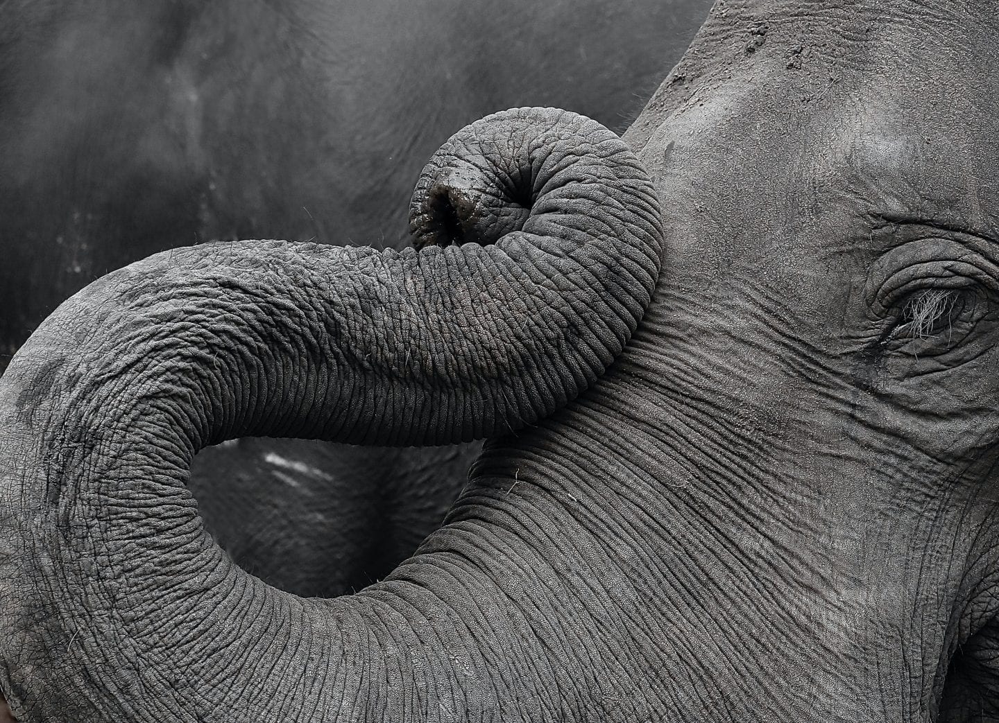 How Elephant Trunks Twist and Twirl — Biological Strategy — AskNature
