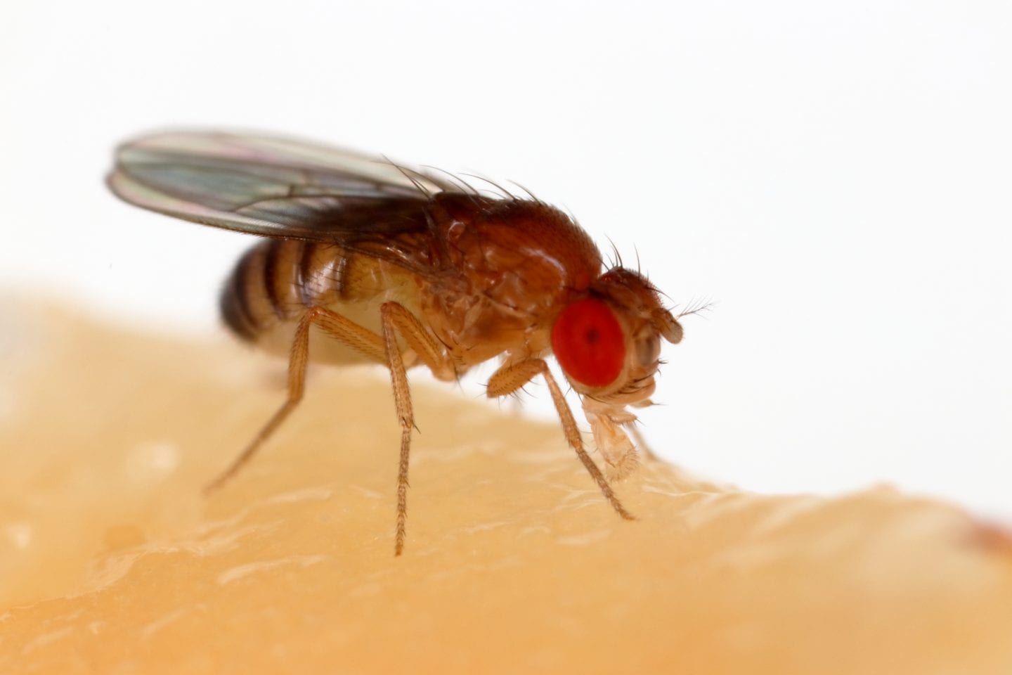 How Hungry Fruit Flies Fight Infection — Biological Strategy — AskNature