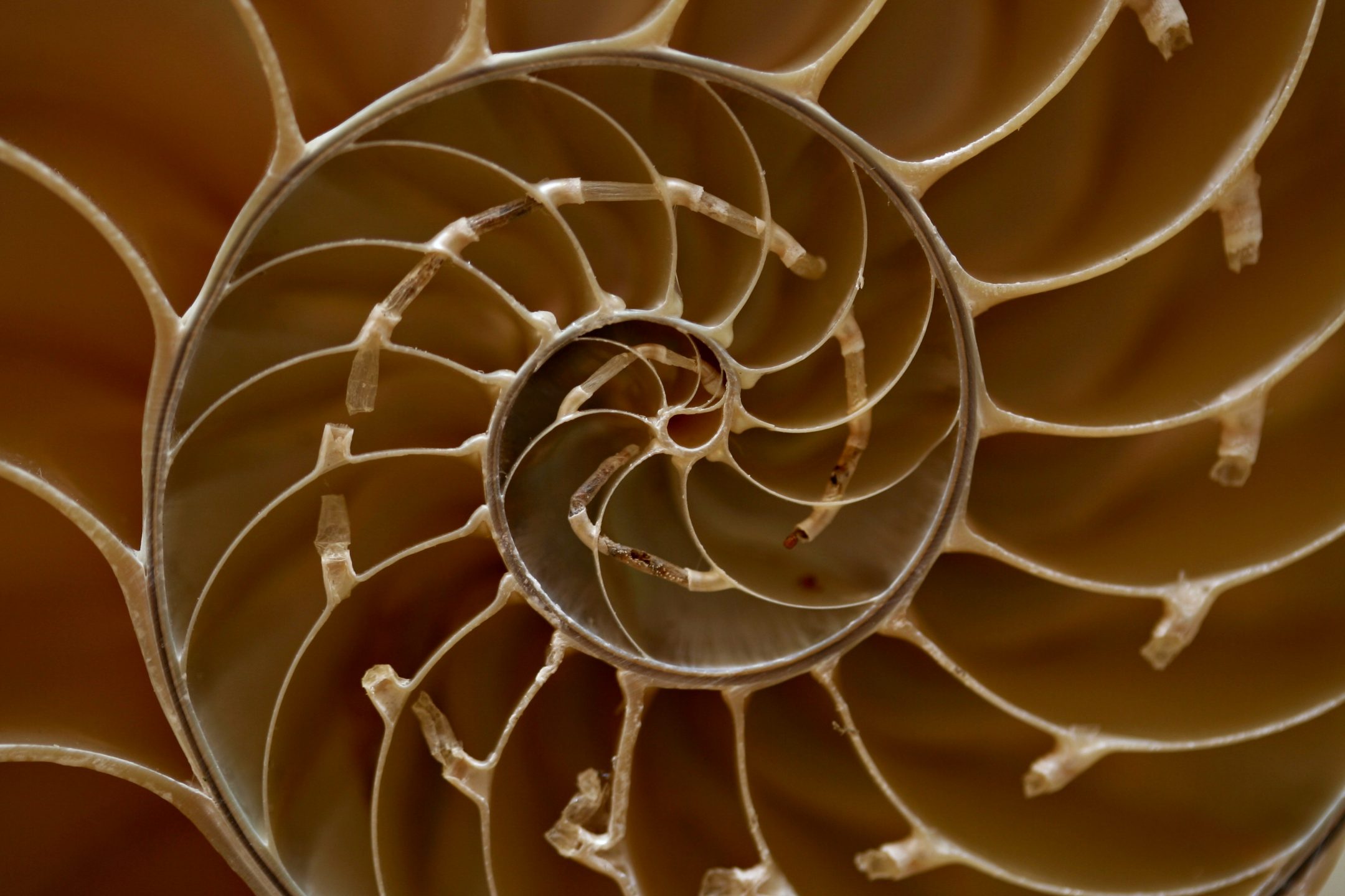 Siphuncle Controls Buoyancy — Biological Strategy — AskNature