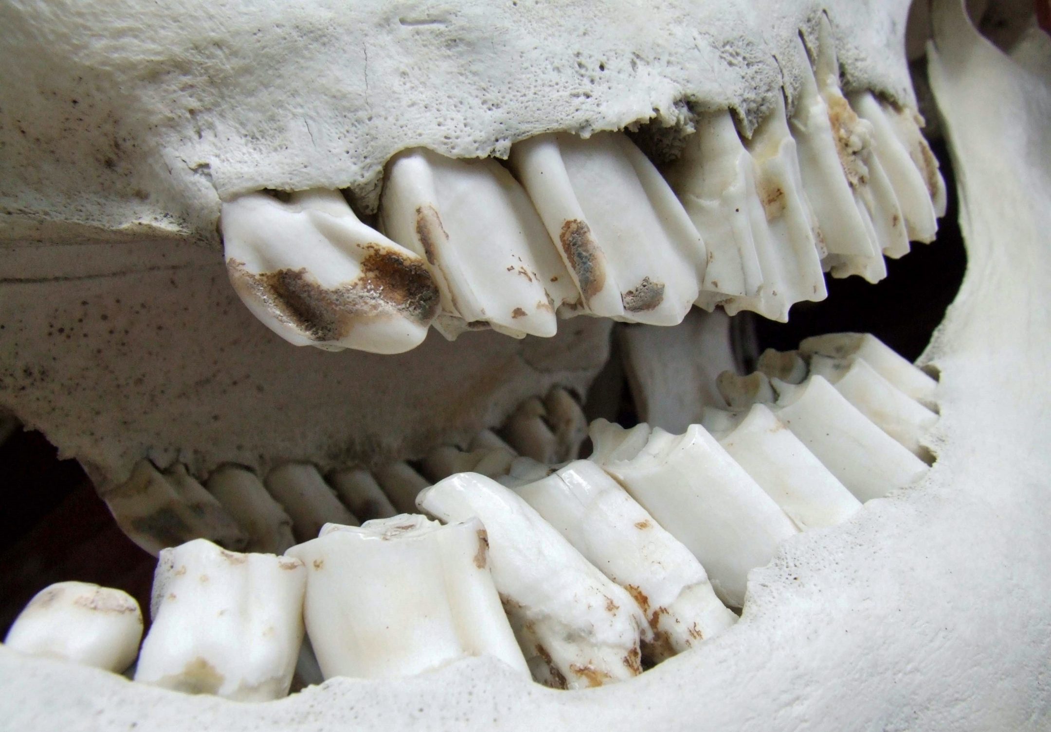 Specialized Teeth Wear Down but Remain Effective — Biological Strategy ...
