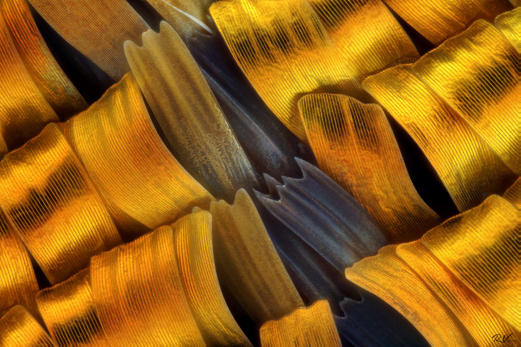 Wing Scales Help Camouflage From Sonar — Biological Strategy — AskNature