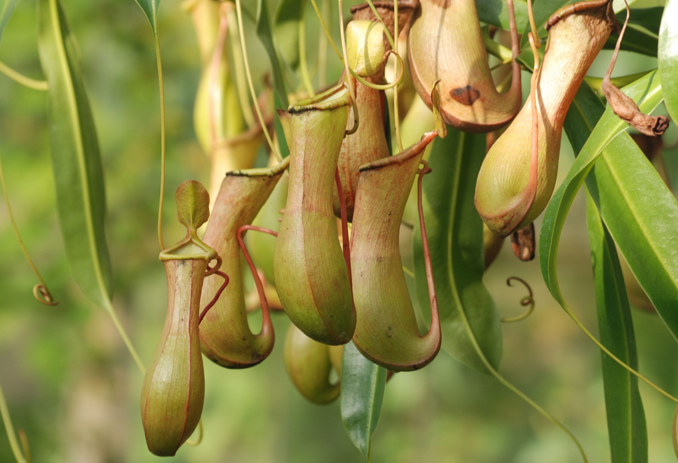 Pitchers Prevent Fungal Growth — Biological Strategy — AskNature