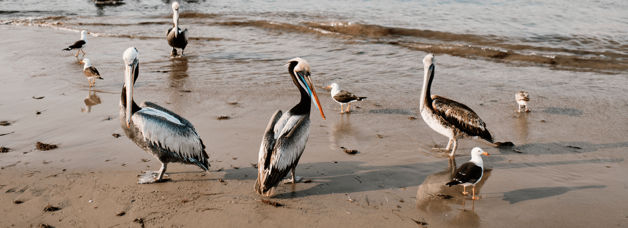 Mixed-species Bird Flocks Optimize Benefits — Biological Strategy ...