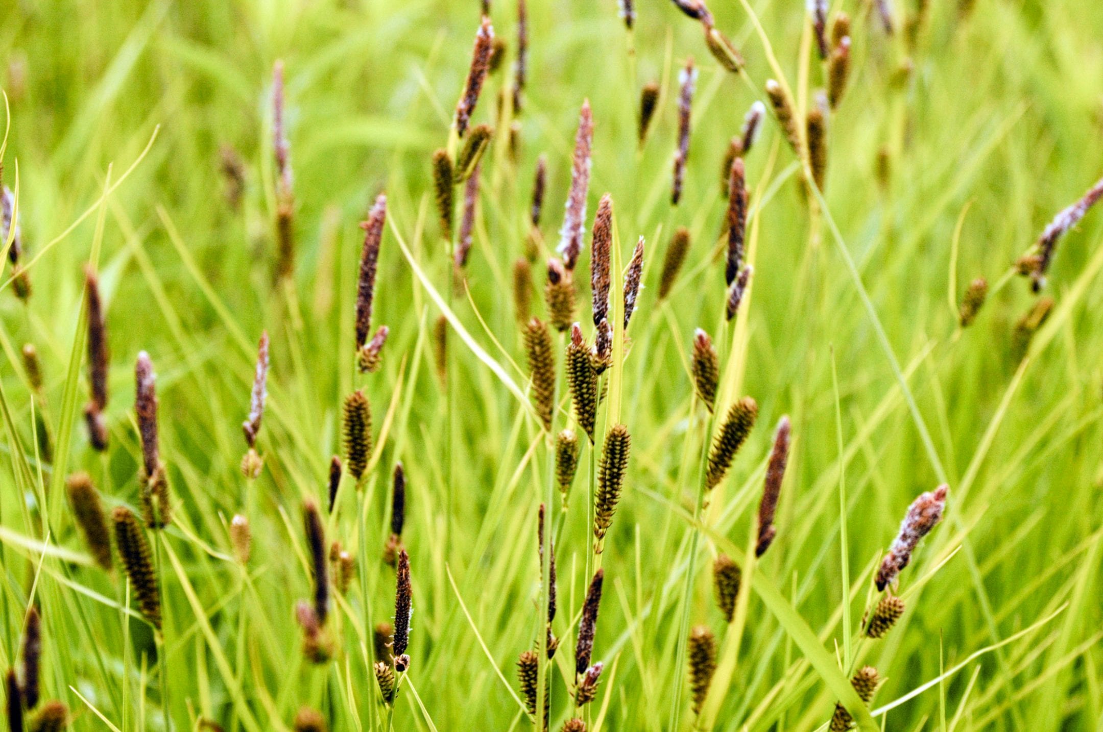 Tussocks Enhance Species Diversity — Biological Strategy — AskNature